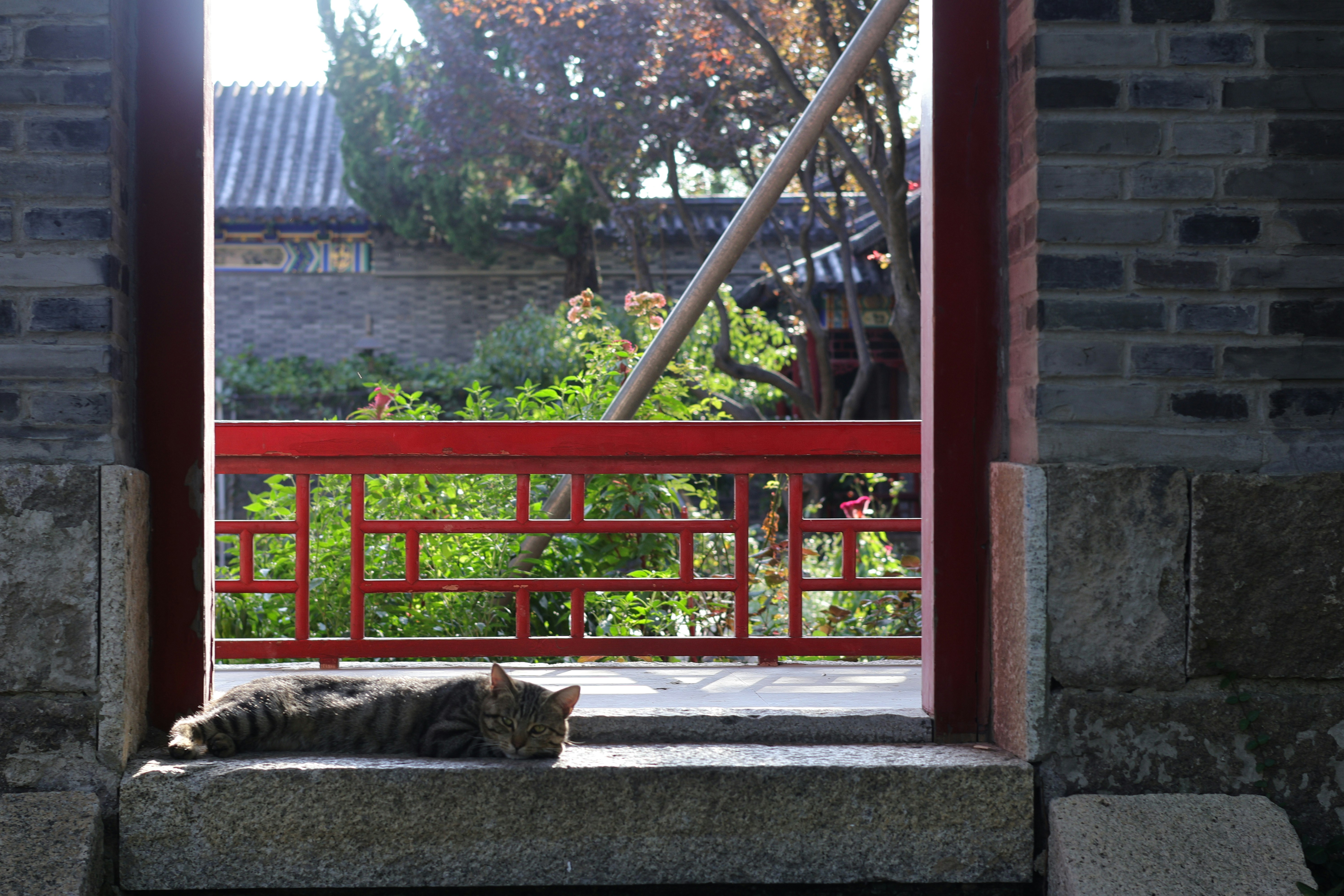 Cat Resting in a Sunlit Courtyard Window