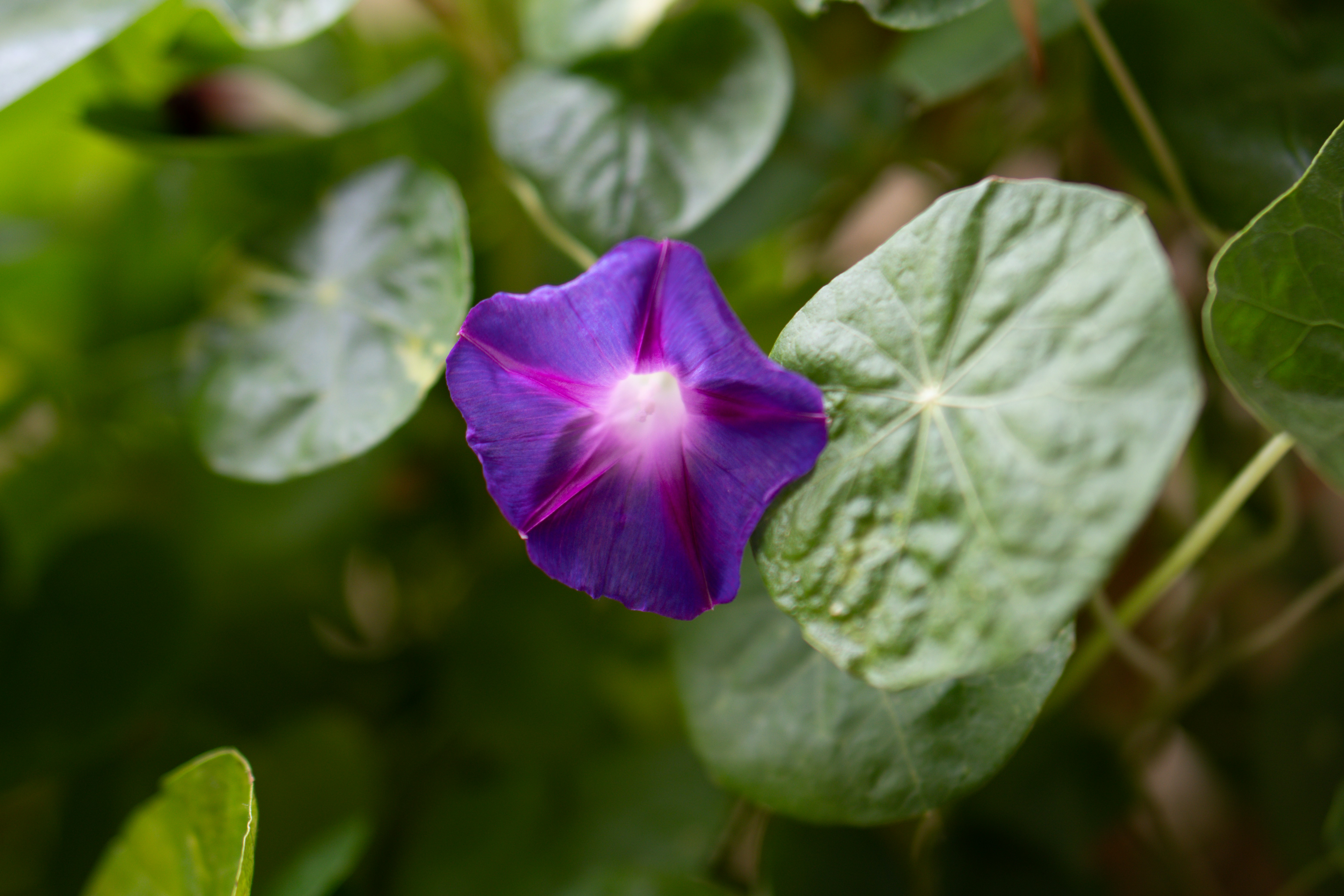 Velvet Violet Bloom: A Lone Morning Blossom amid Green Vines