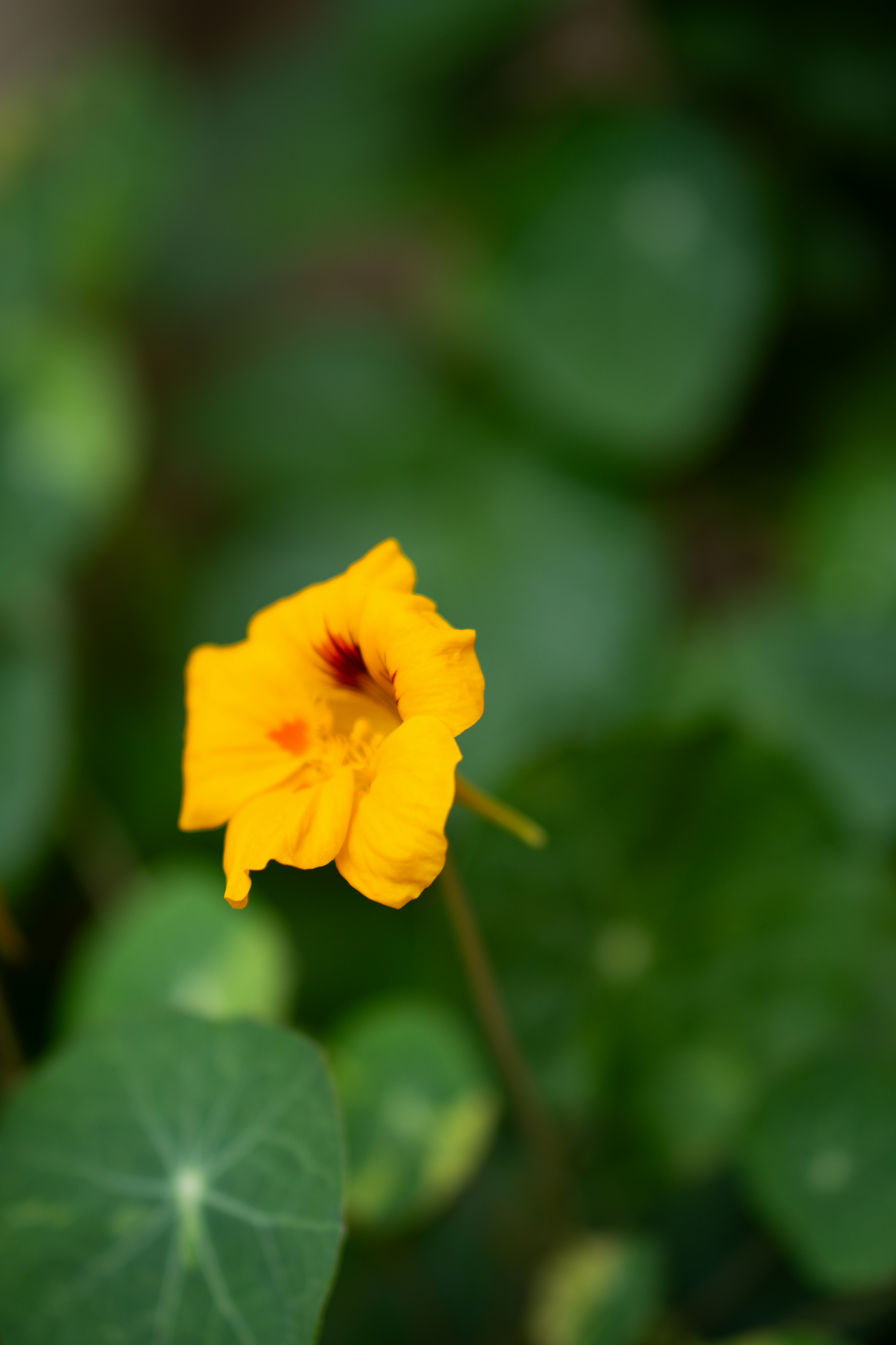 Bright yellow flower stands against a blurred green backdrop, with focus on the blossom's trumpet-like petals and subtle red center; a natural, close-up plant shot.