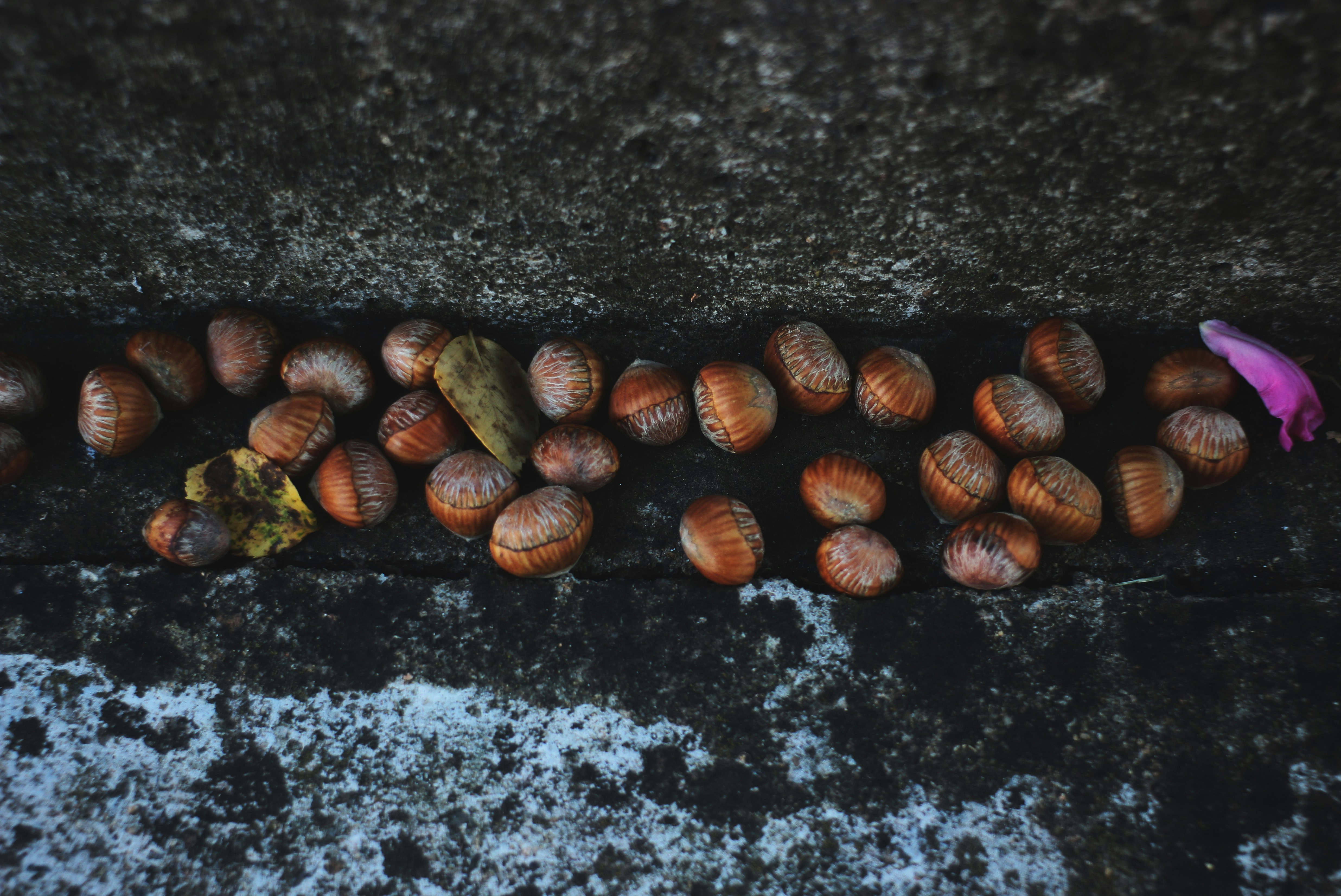 Row of hazelnuts dappled on a stone ledge with a pink petal