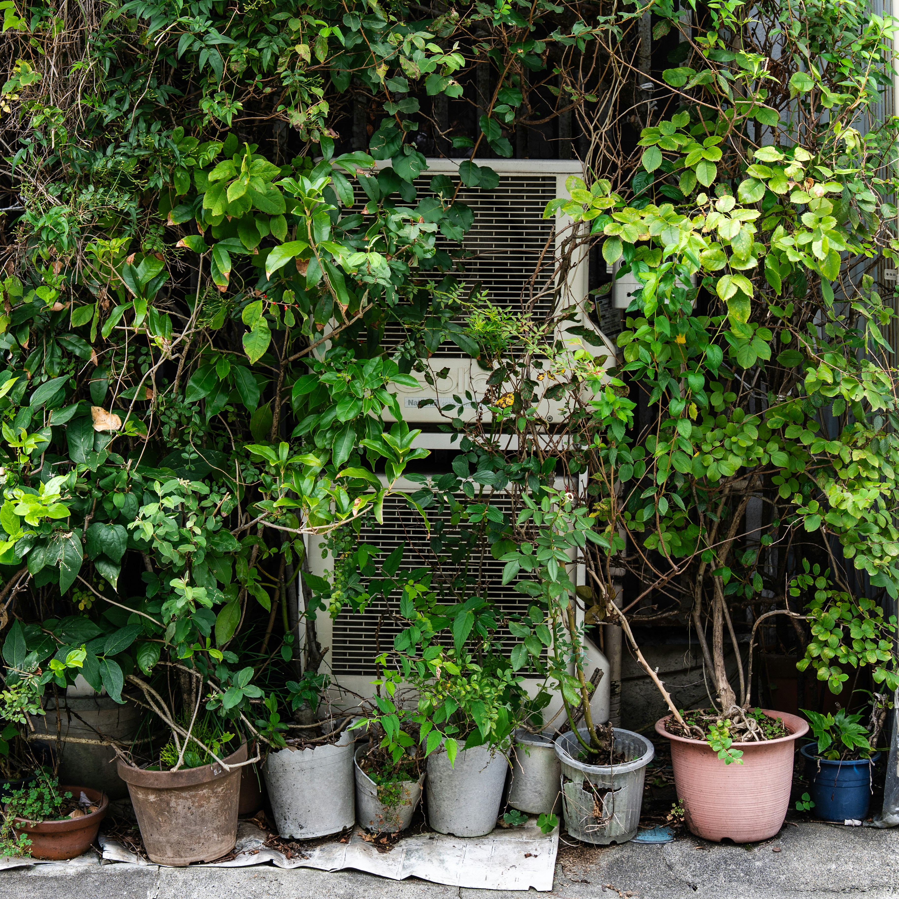 A weathered air conditioner sits behind dense vines and potted plants, creating a hidden urban vignette with greenery reclaiming a small outdoor space.