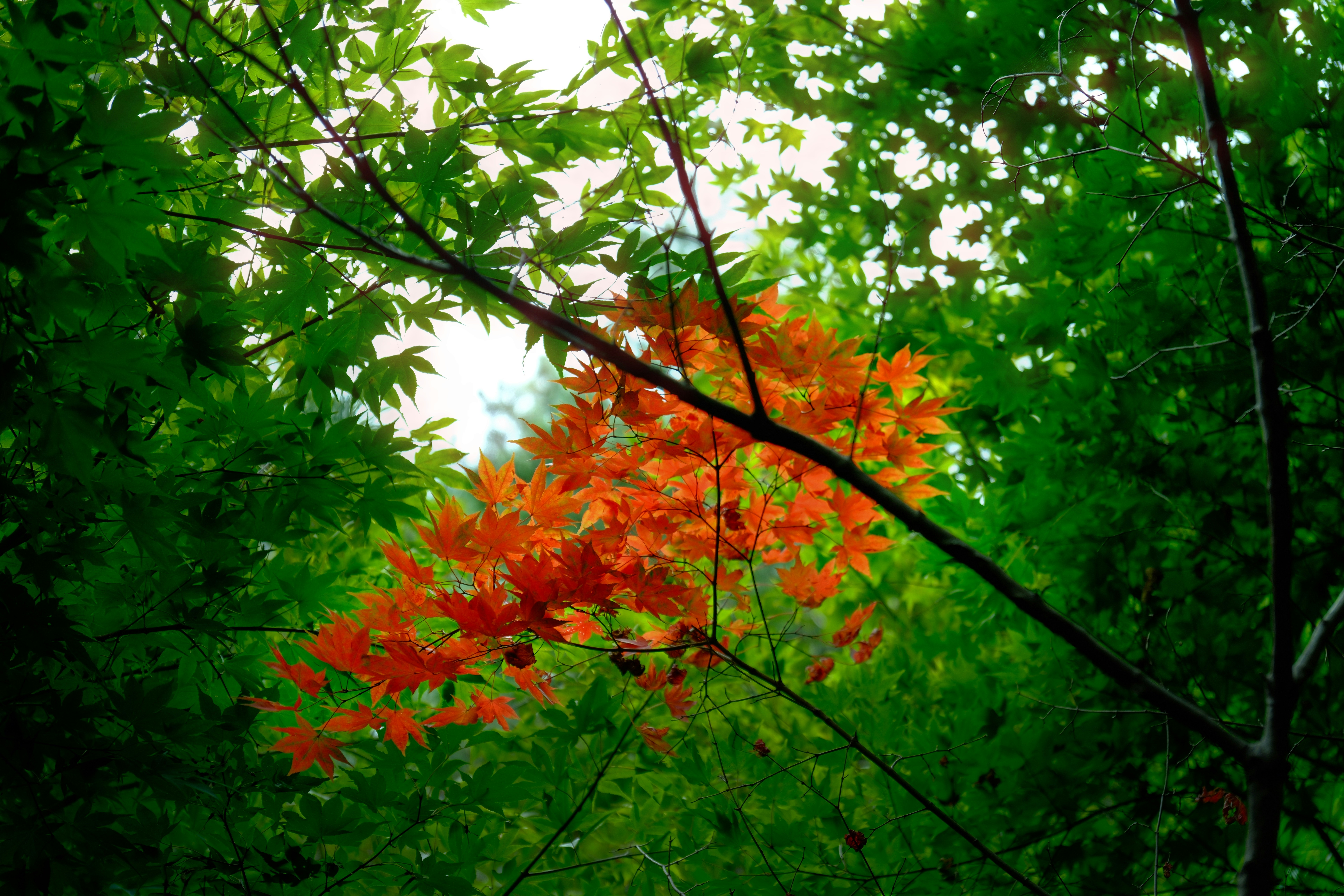 Crimson Maple Among Verdant Veil