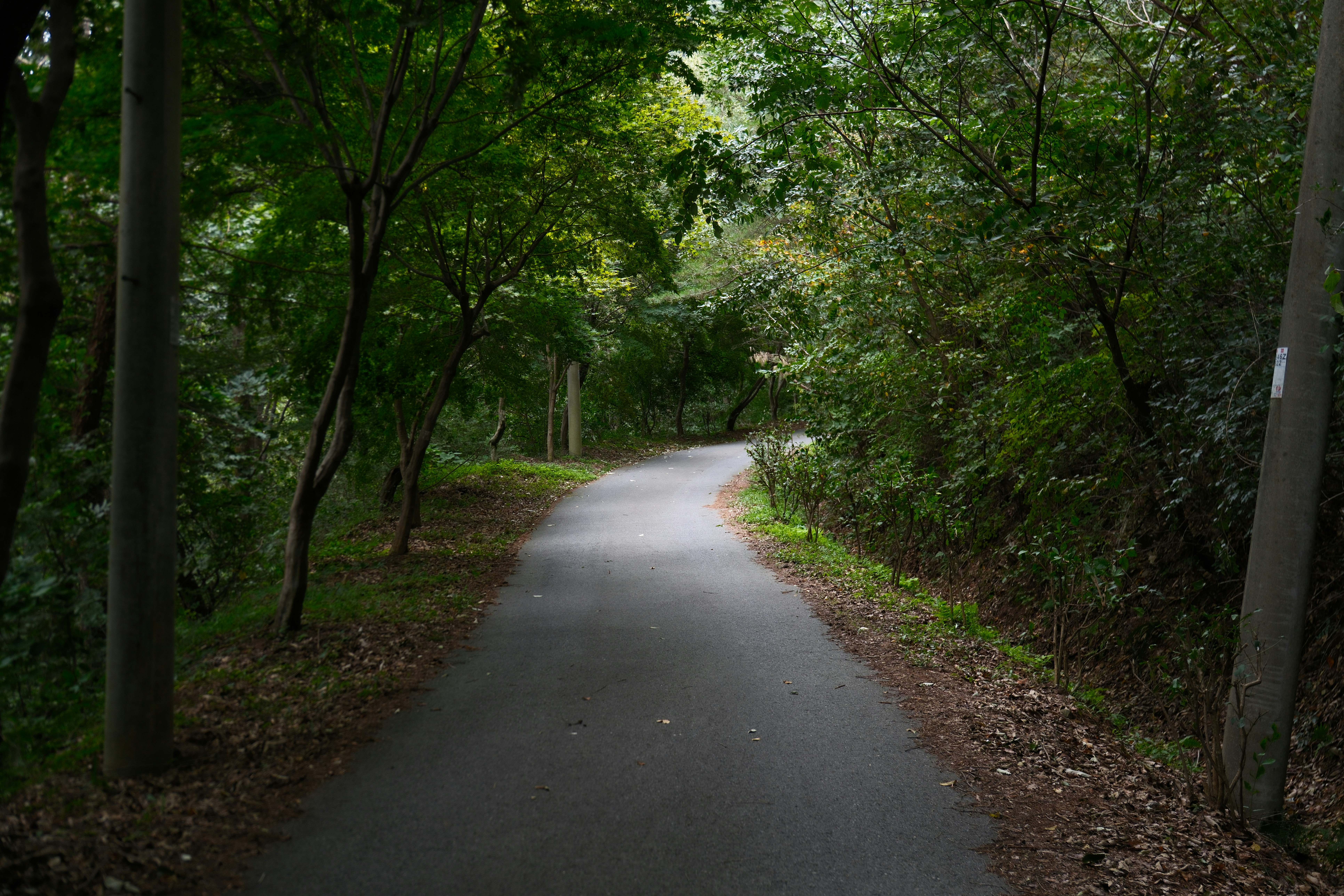 Quiet Woodland Path to the Horizon