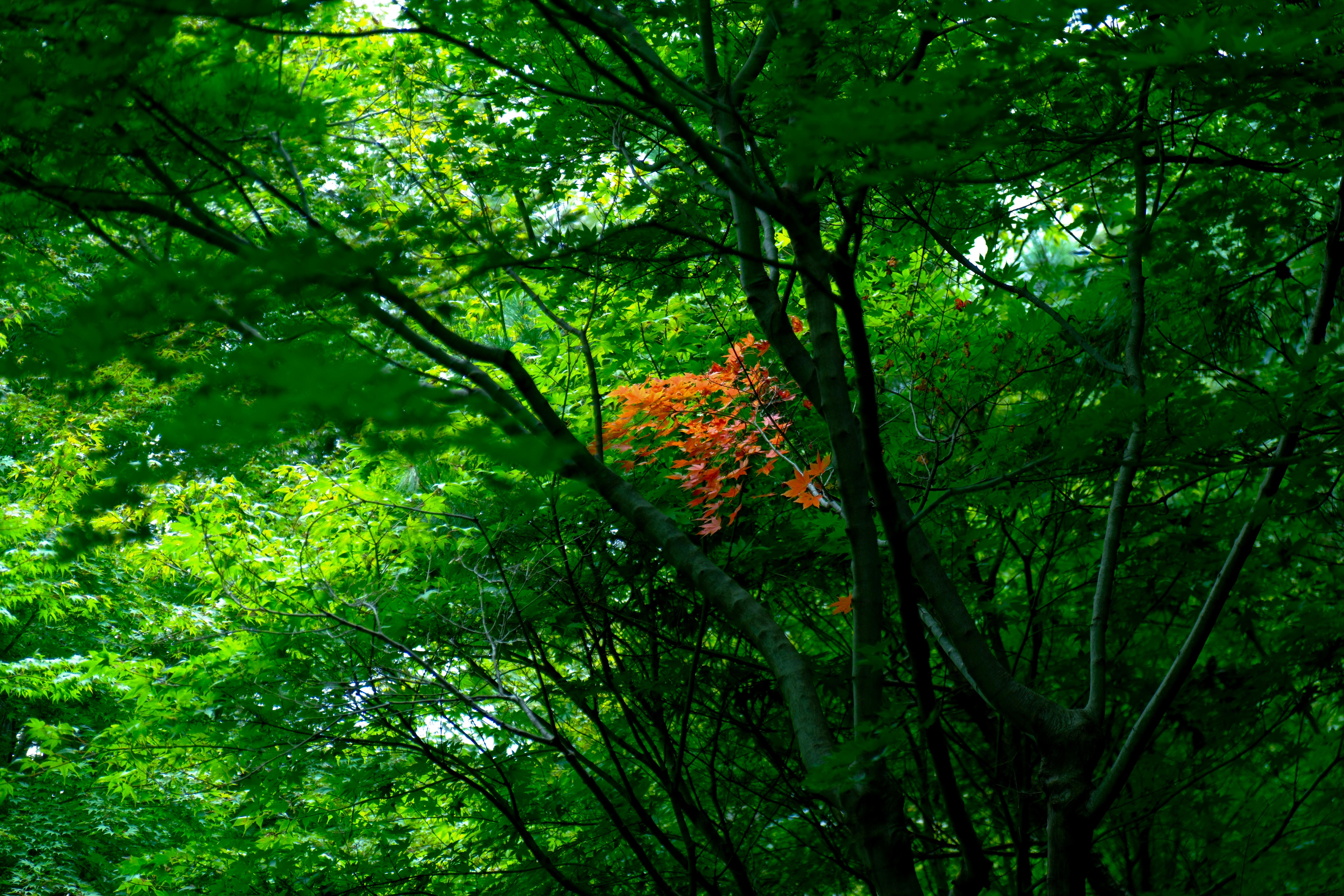 Emerald Canopy with a Hint of Autumn Light