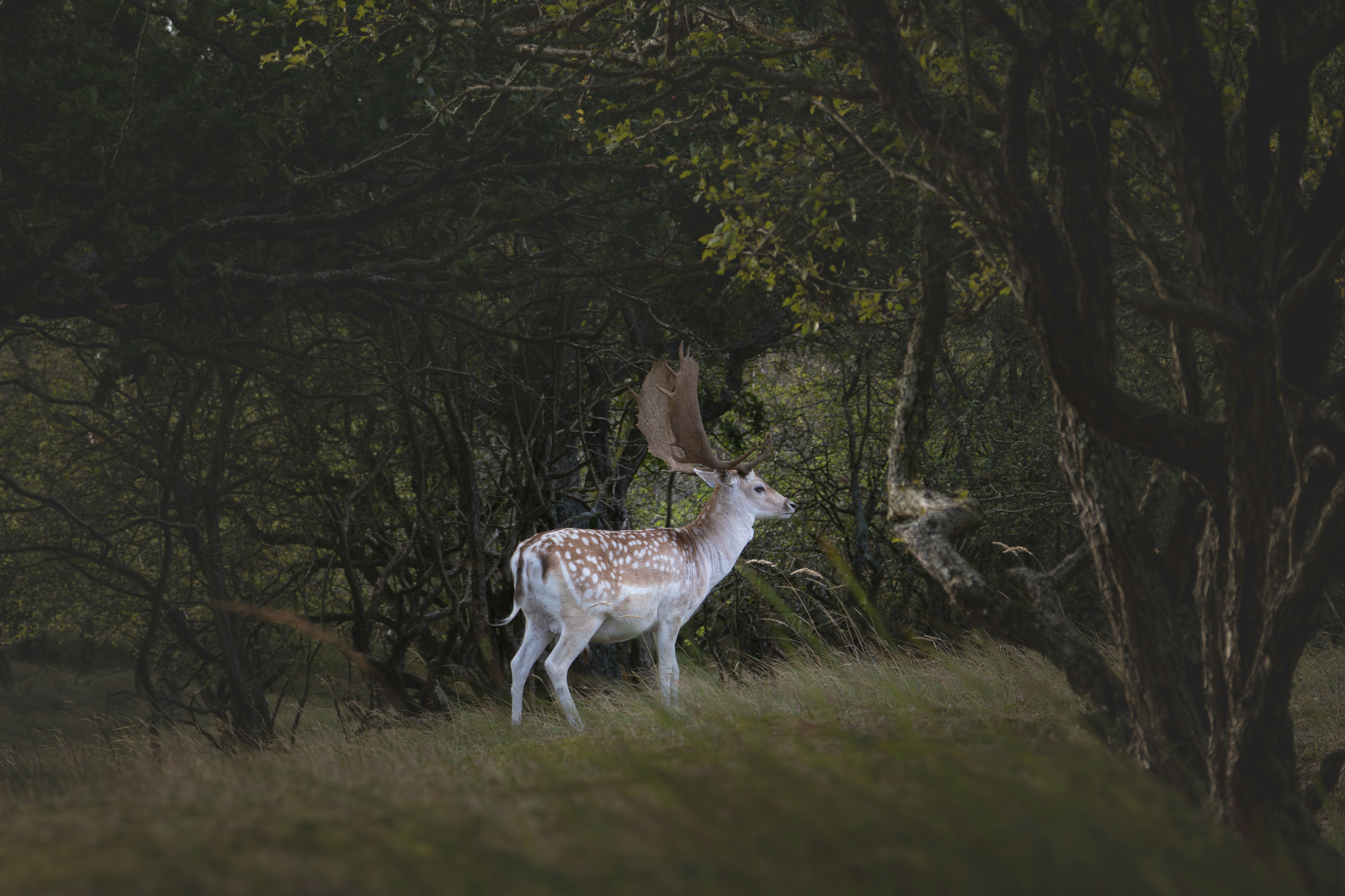 Stag in a Quiet Glade