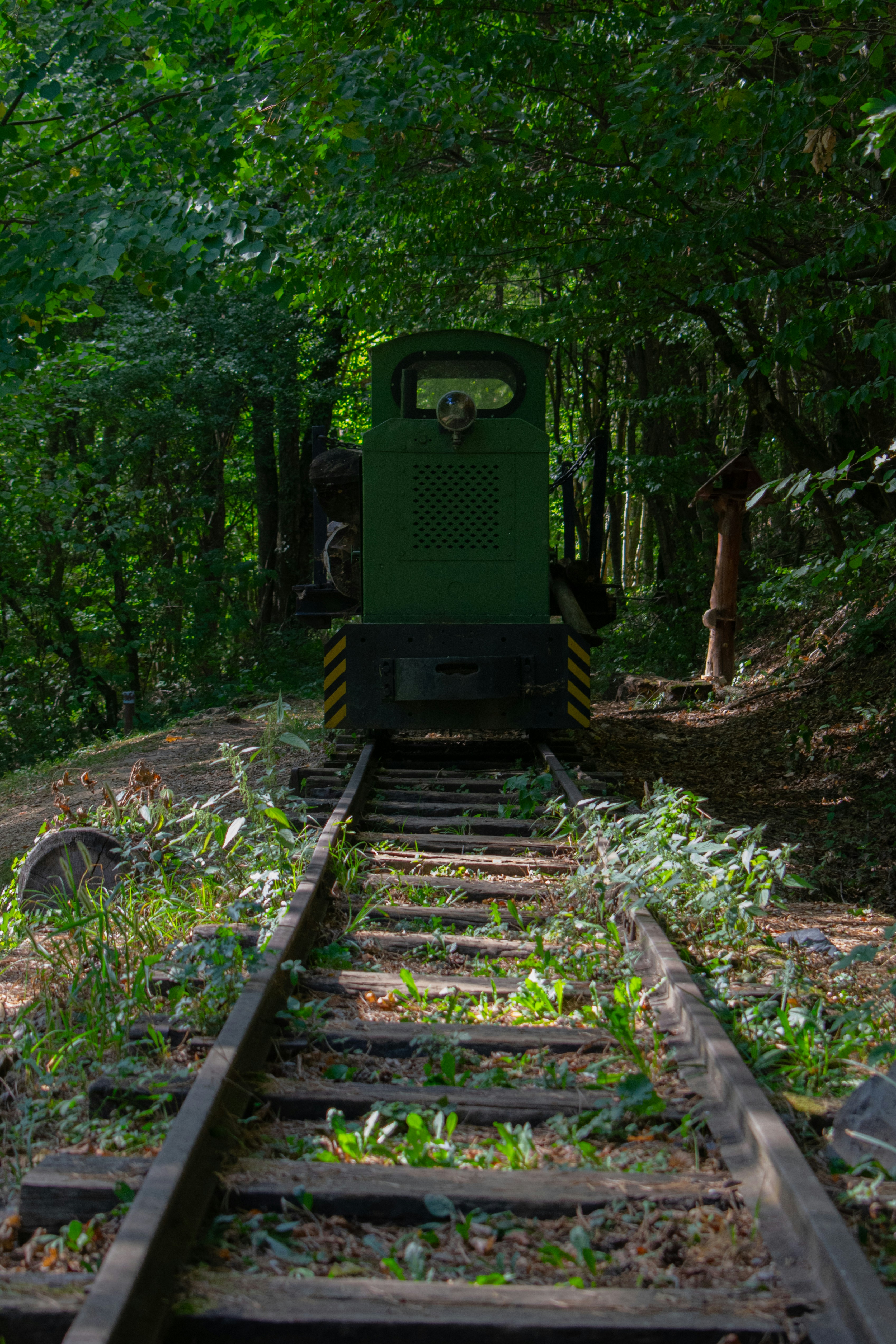Green Locomotive on a Narrow-Track Path Through Dense Forest