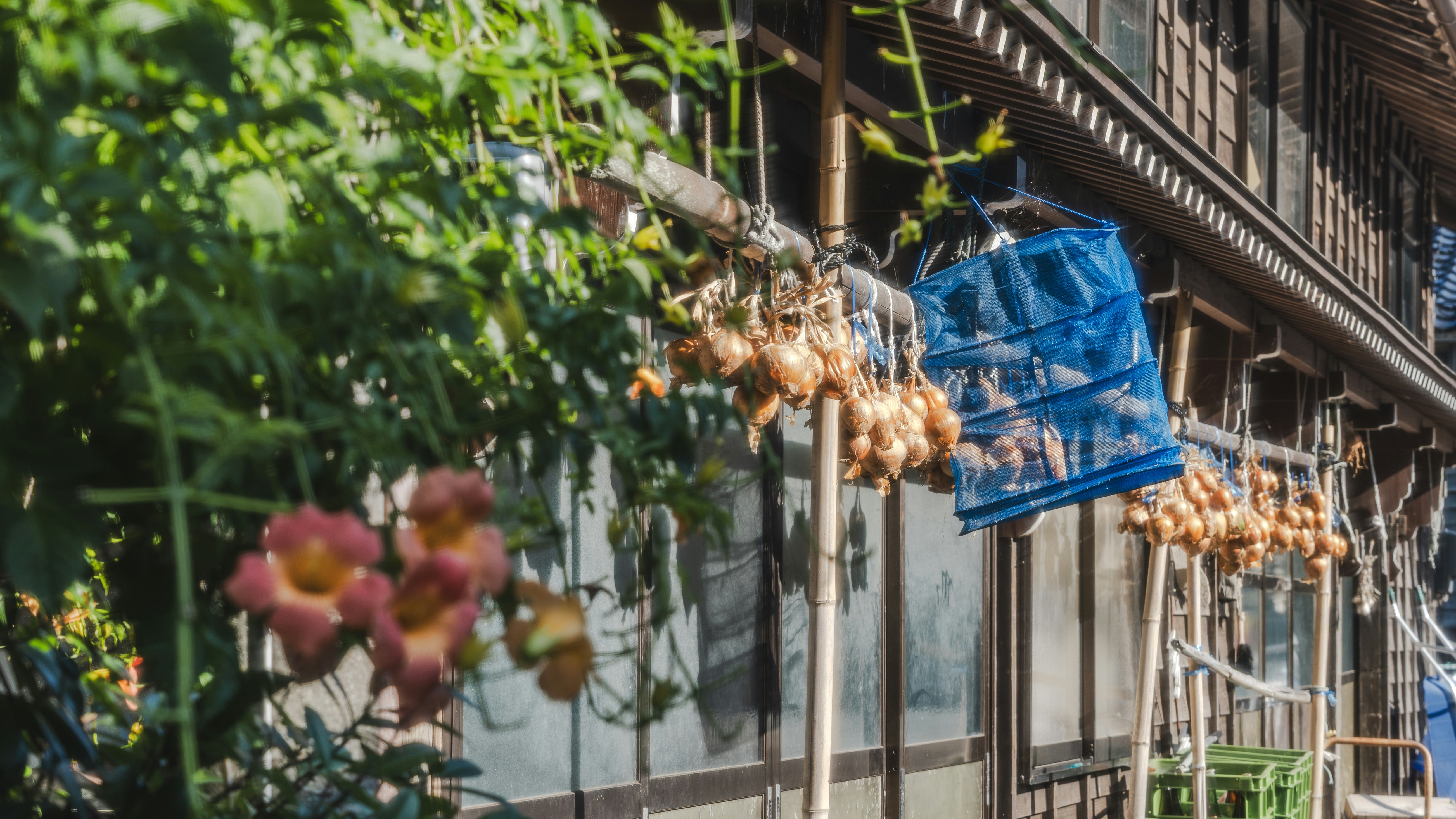 Blue tarp and dried flowers over a sunlit alleyway