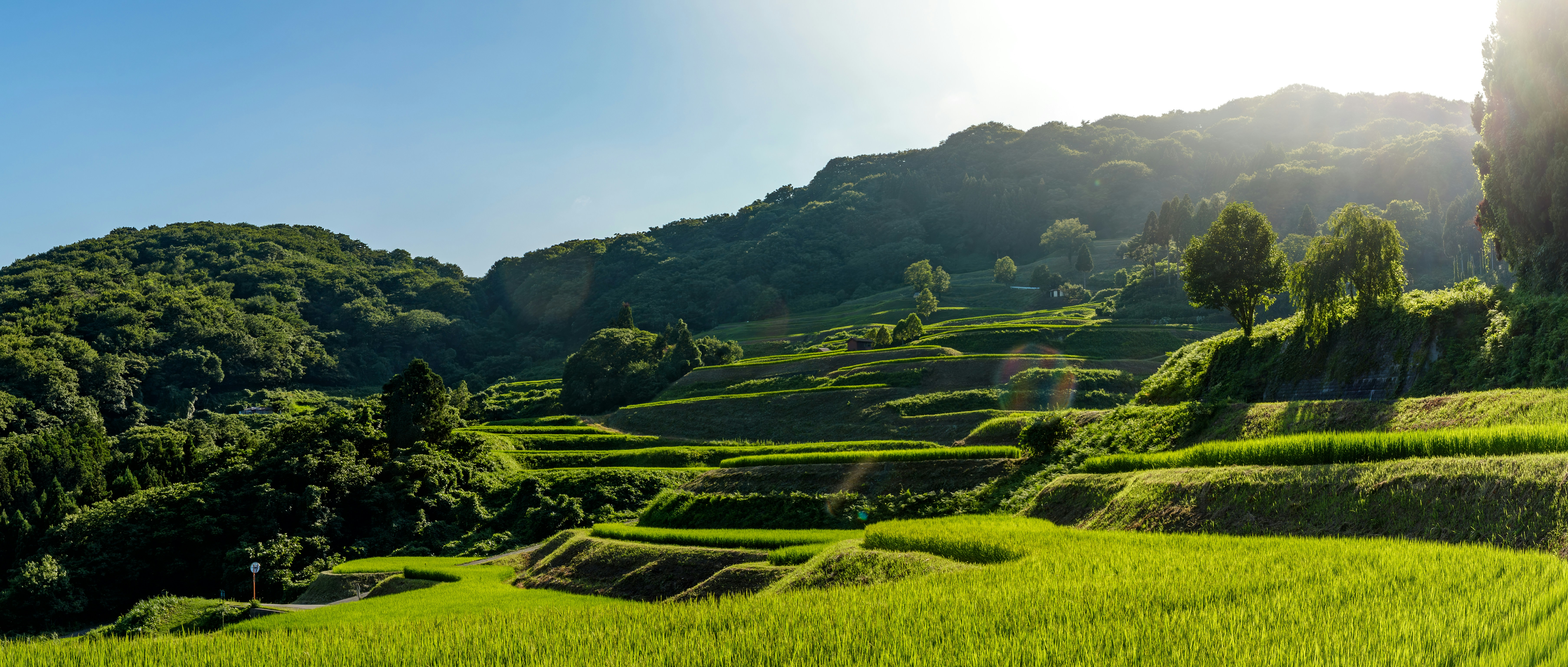 Terraced Valley Dawn: Sunlit Rice Fields Carved into Green Hills