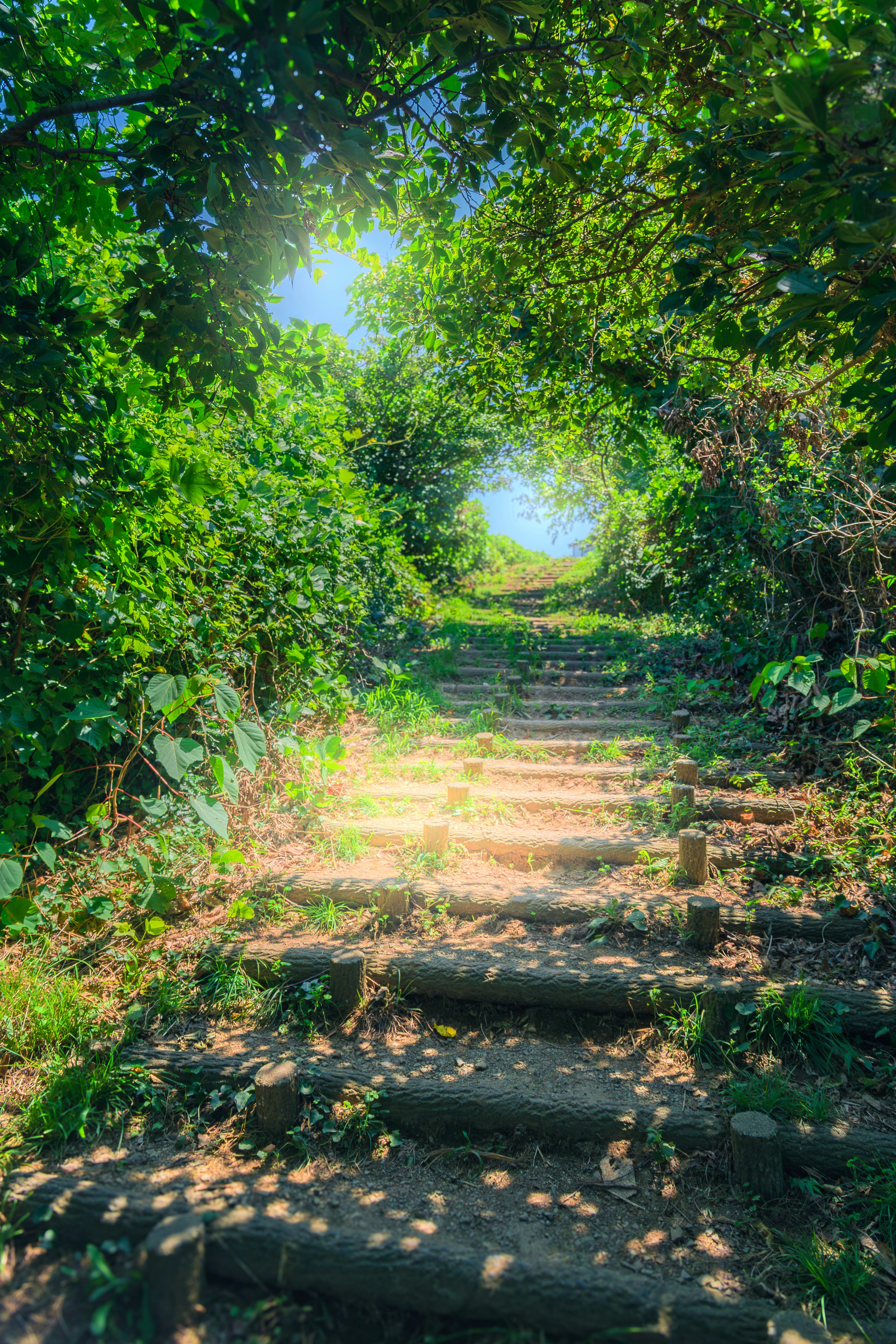 Sun-dappled wooden steps wind upward through lush green foliage toward a bright opening.
