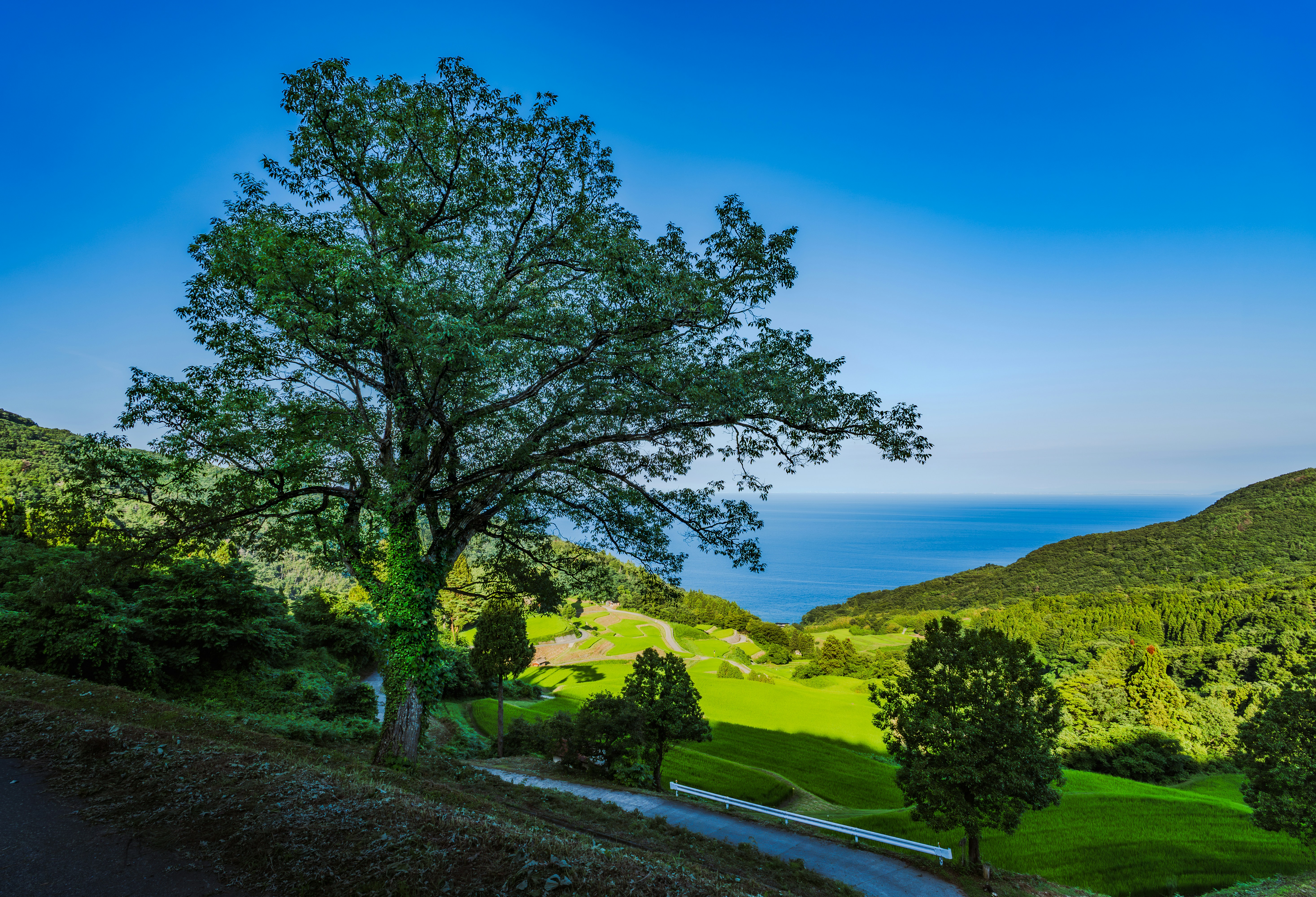 Majestic tree framing rolling greens and distant coastline under a clear blue sky. A serene landscape with a winding road and golf-like fairways leading toward the sea.