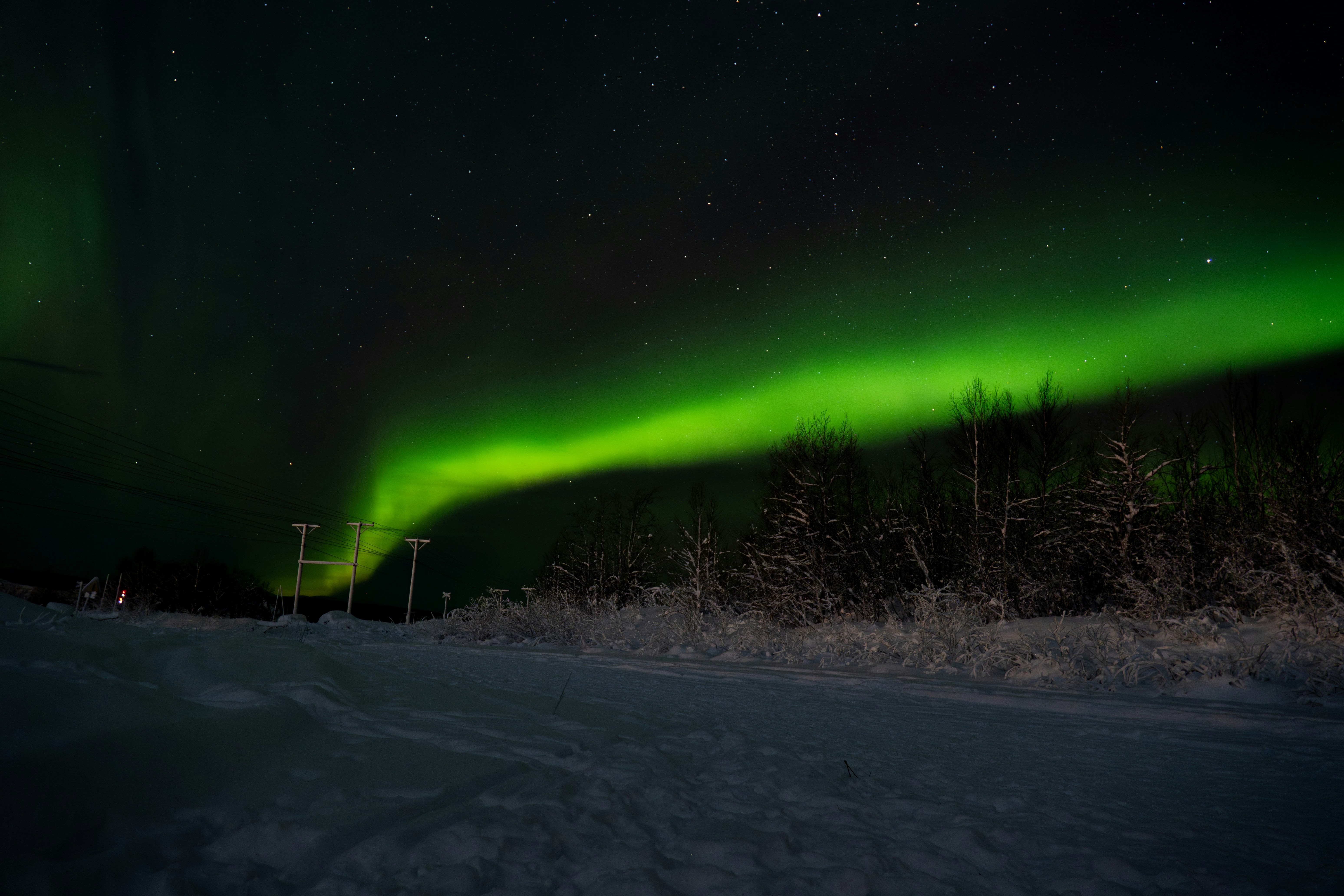 Aurora Ribbon Over Snowbound Pines