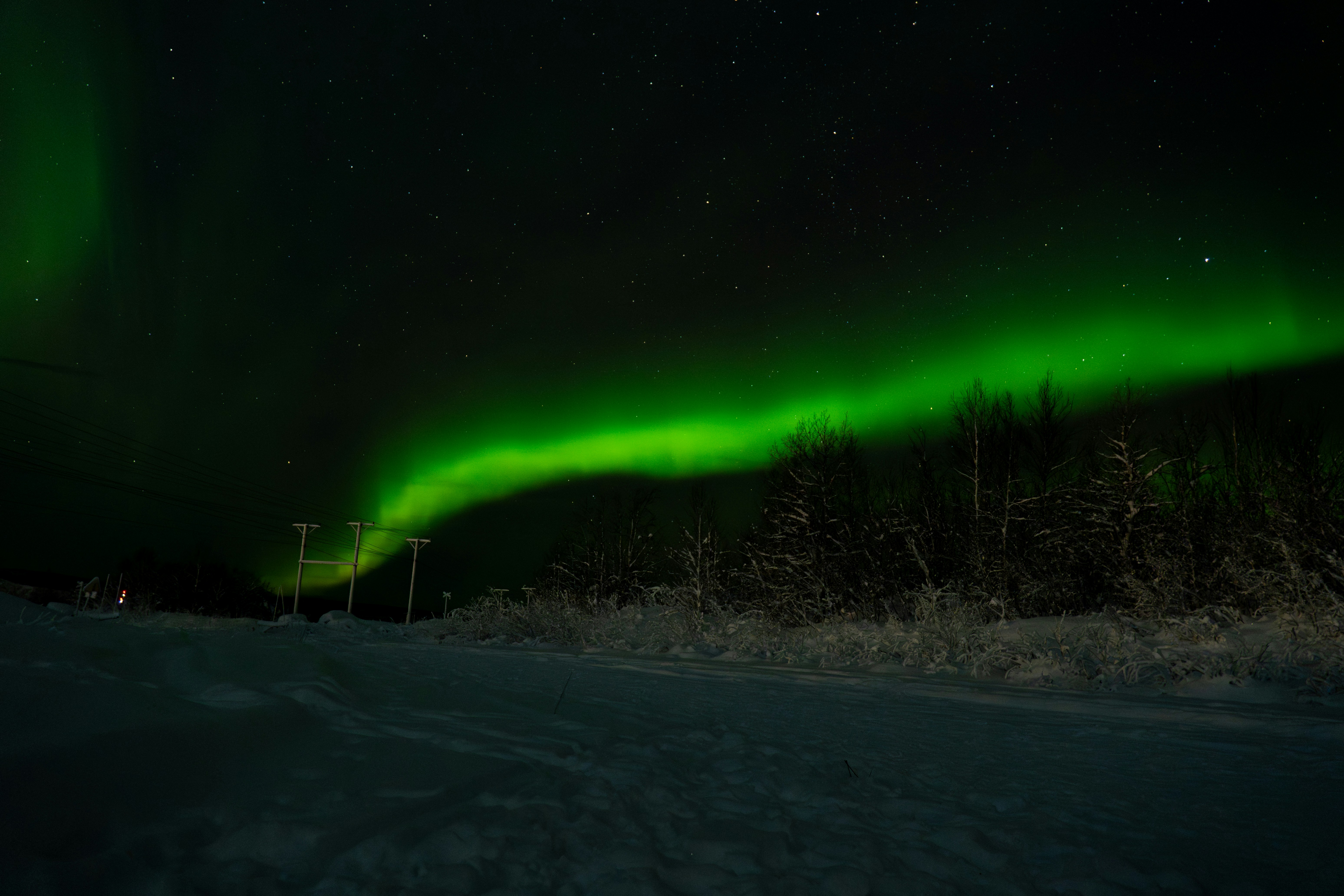 Aurora Ribbon Over Snowbound Pines