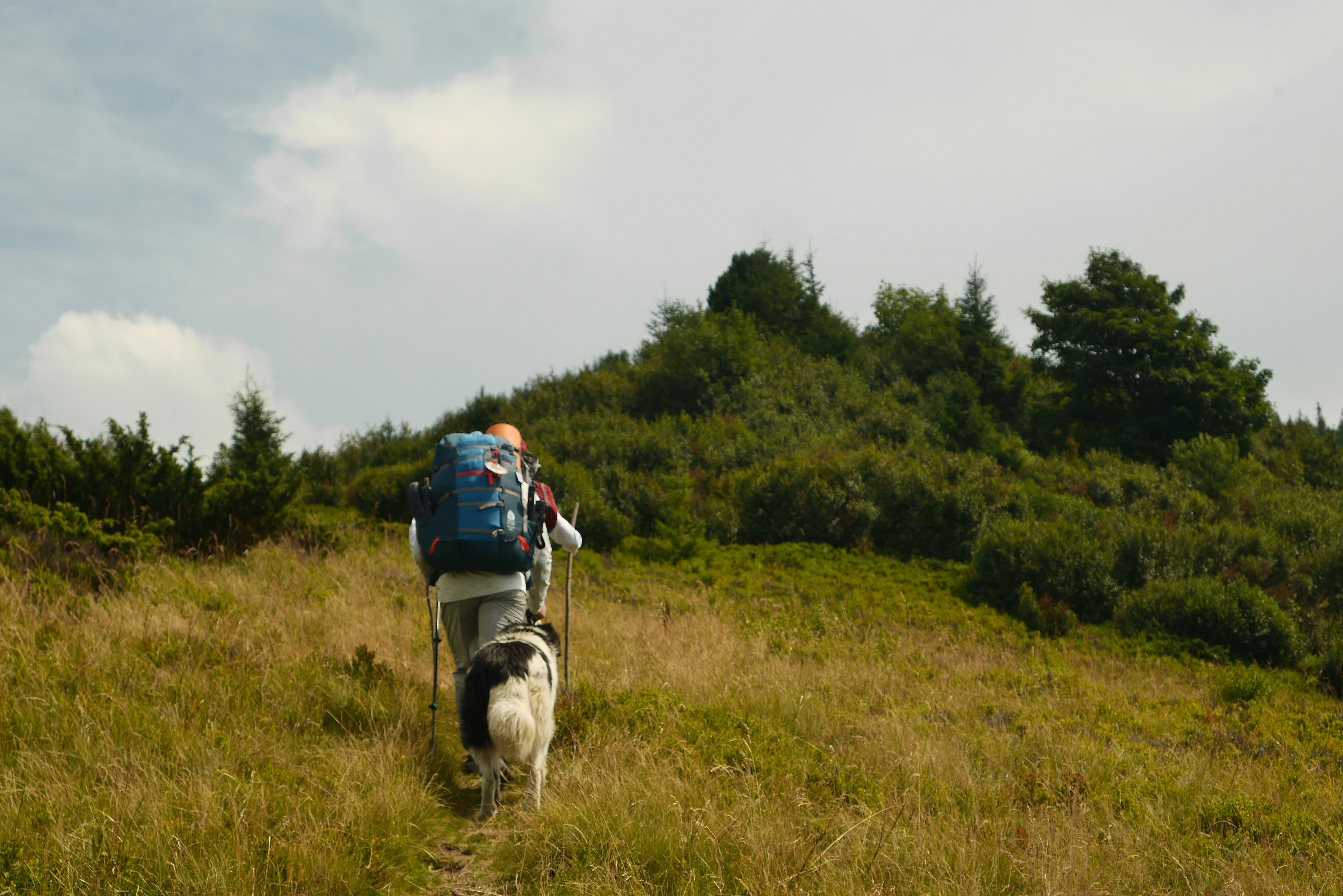 Hiker with a Sturdy Backpack and Trail-Companion in a Sunlit Moor