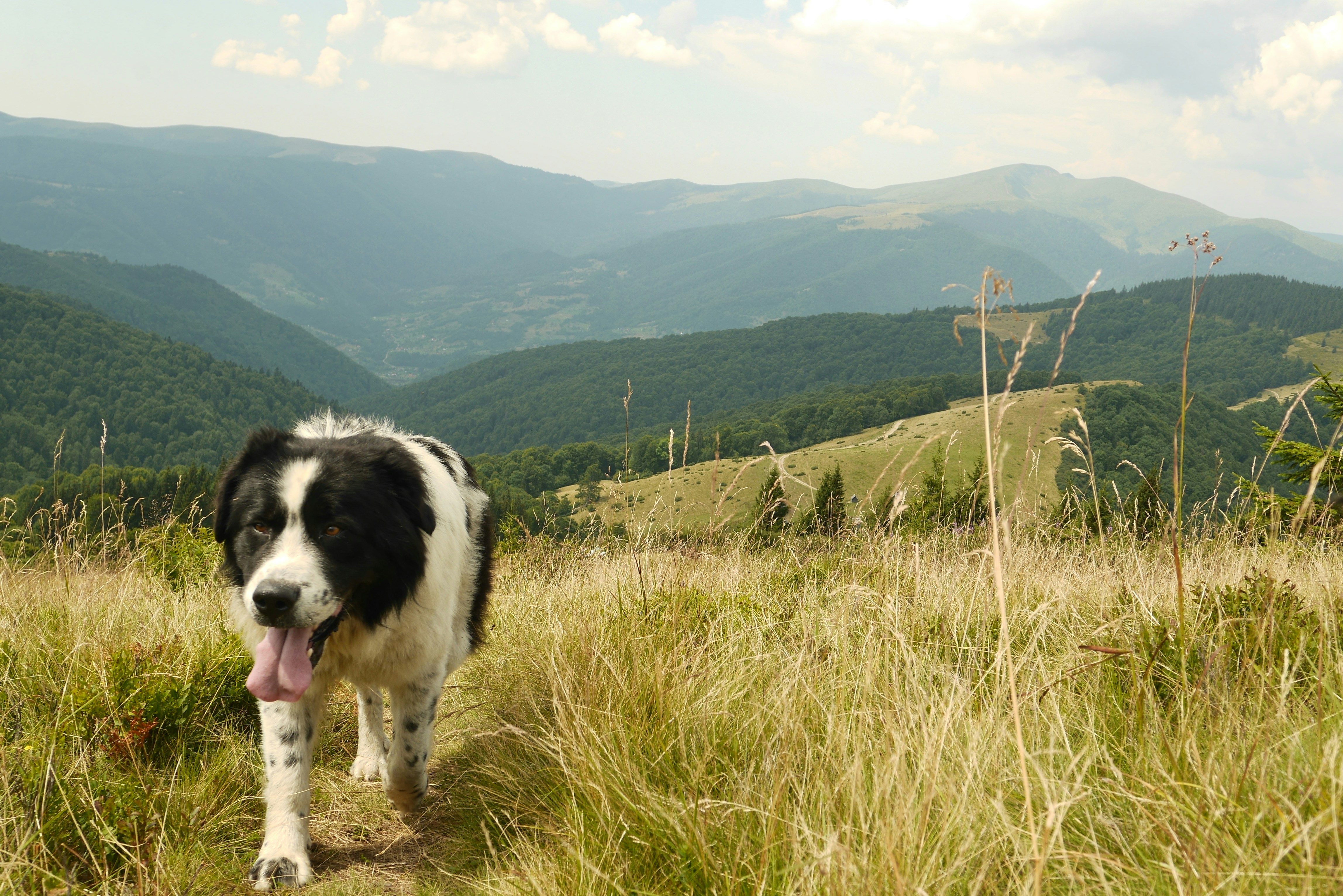 Trail Boss: A Leashed yet Free-Stride Moment on Alpine Grass