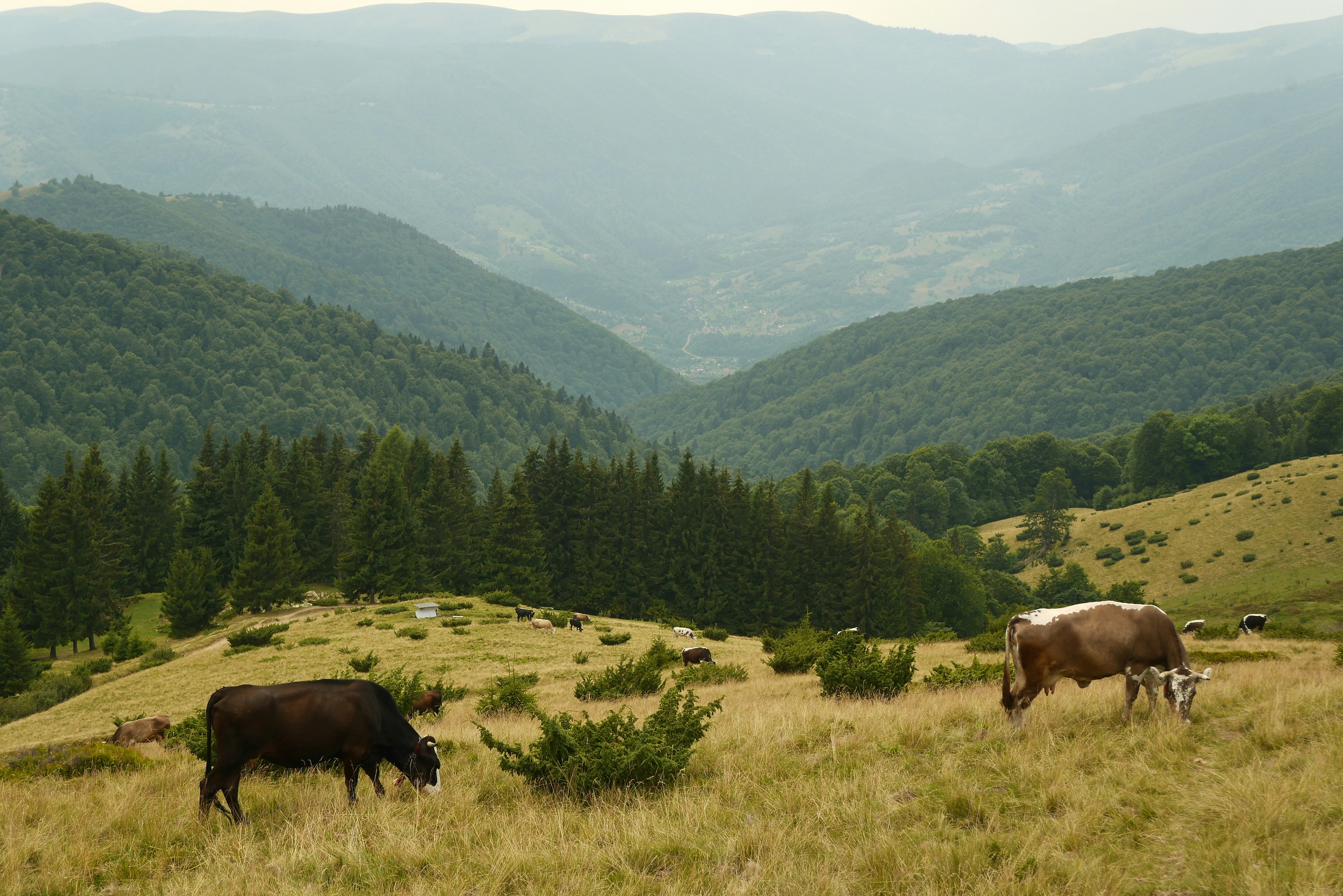 Pasture Silhouette: Cows Grazing Beneath Mountain Enclosures