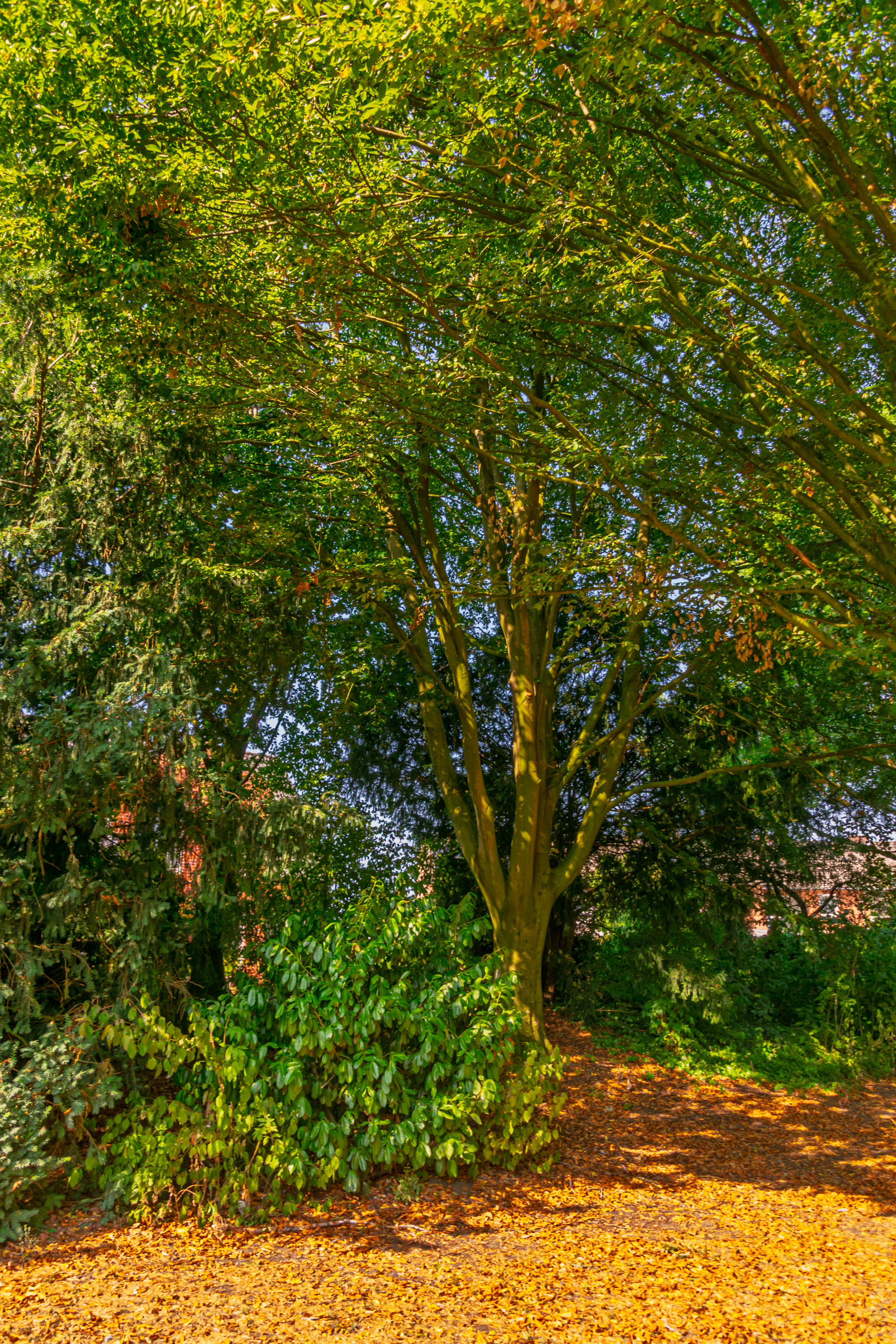 Sunlit Path Under a Canopy: A Quiet Corner of Autumnal Greenery