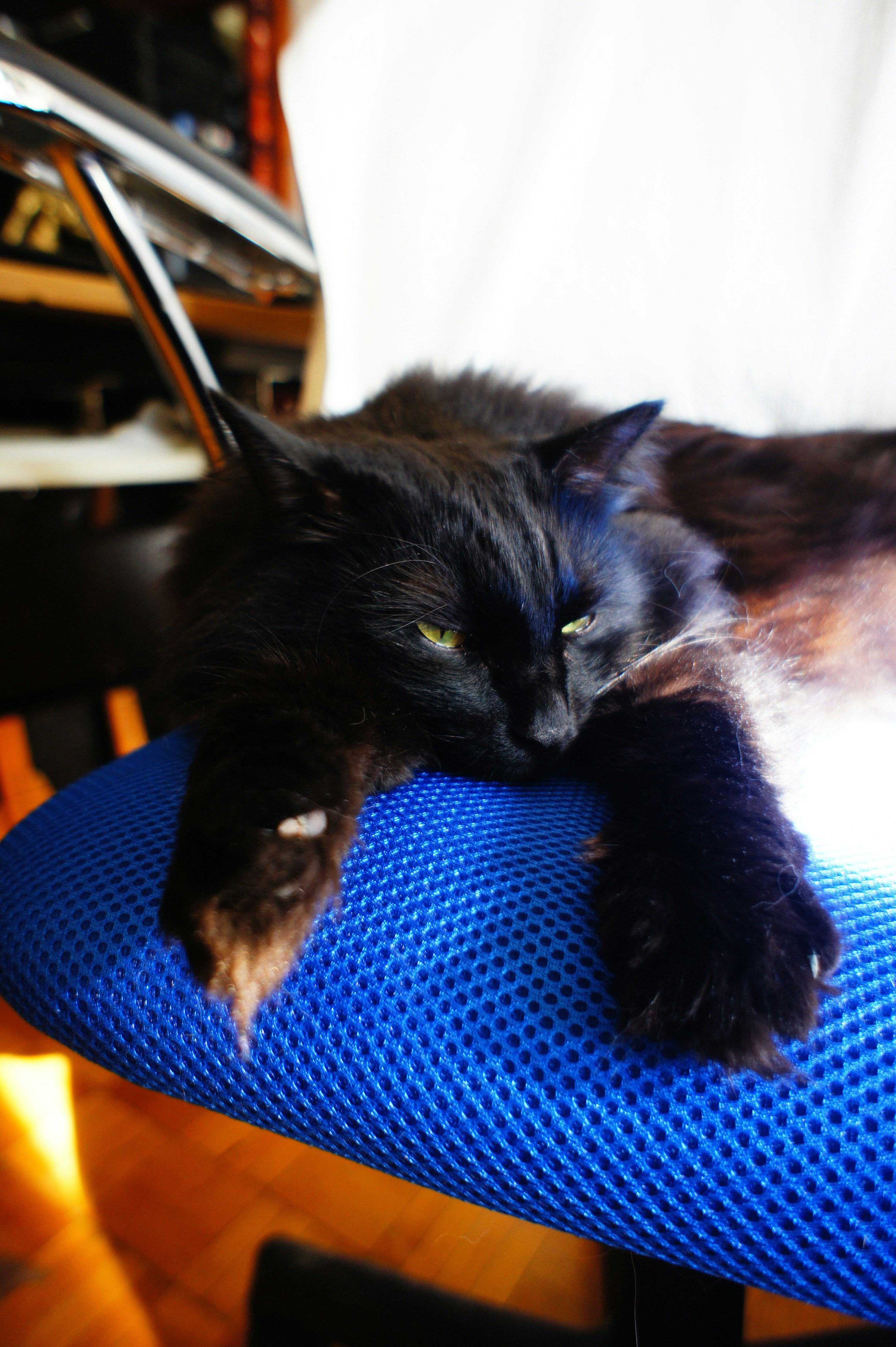 Midday Slumber in a Blue Chair