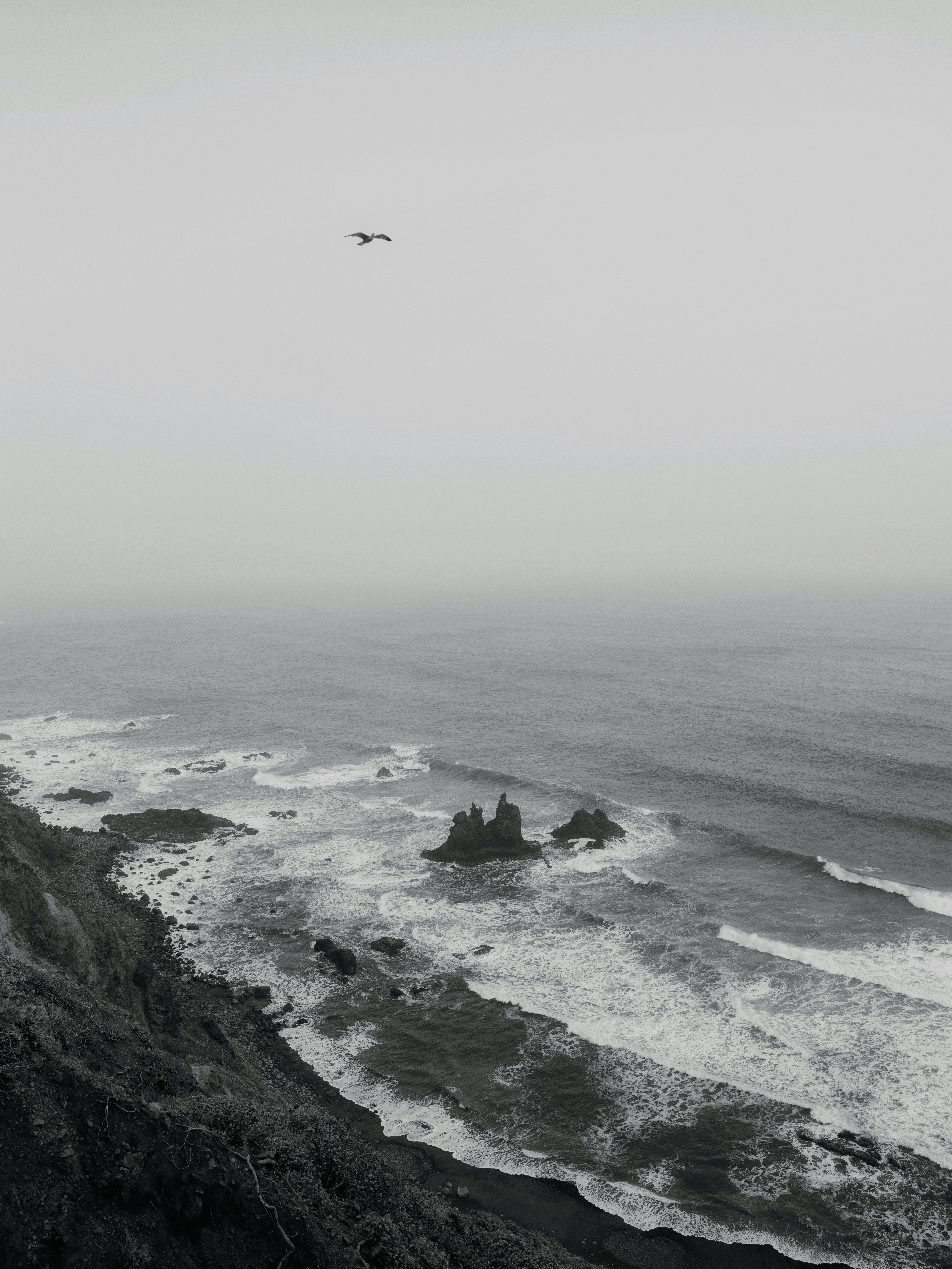 Seabird over the Quiet Edge of Rock and Foam