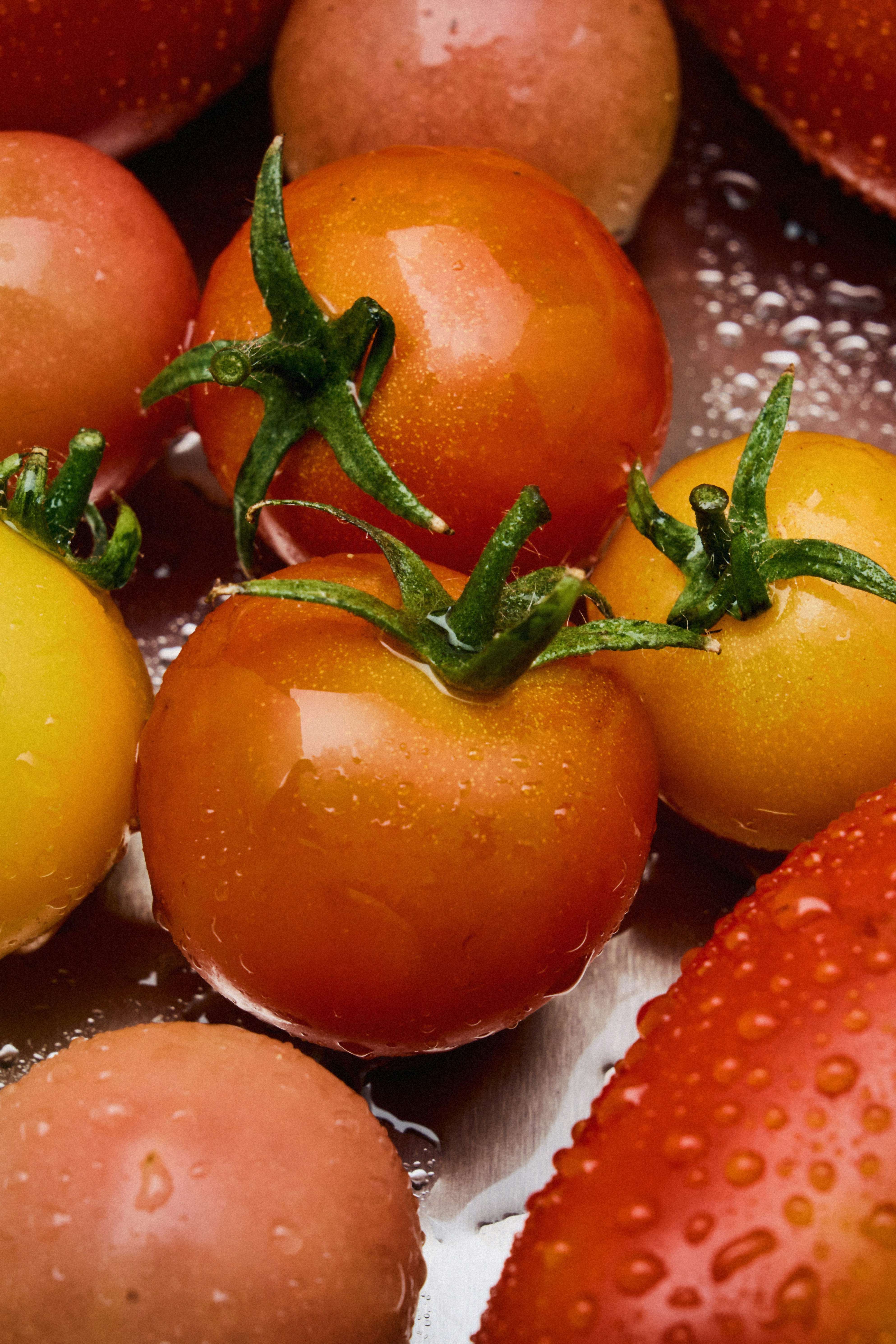 Sun-warmed cherry tomatoes with dew on a stainless steel tray