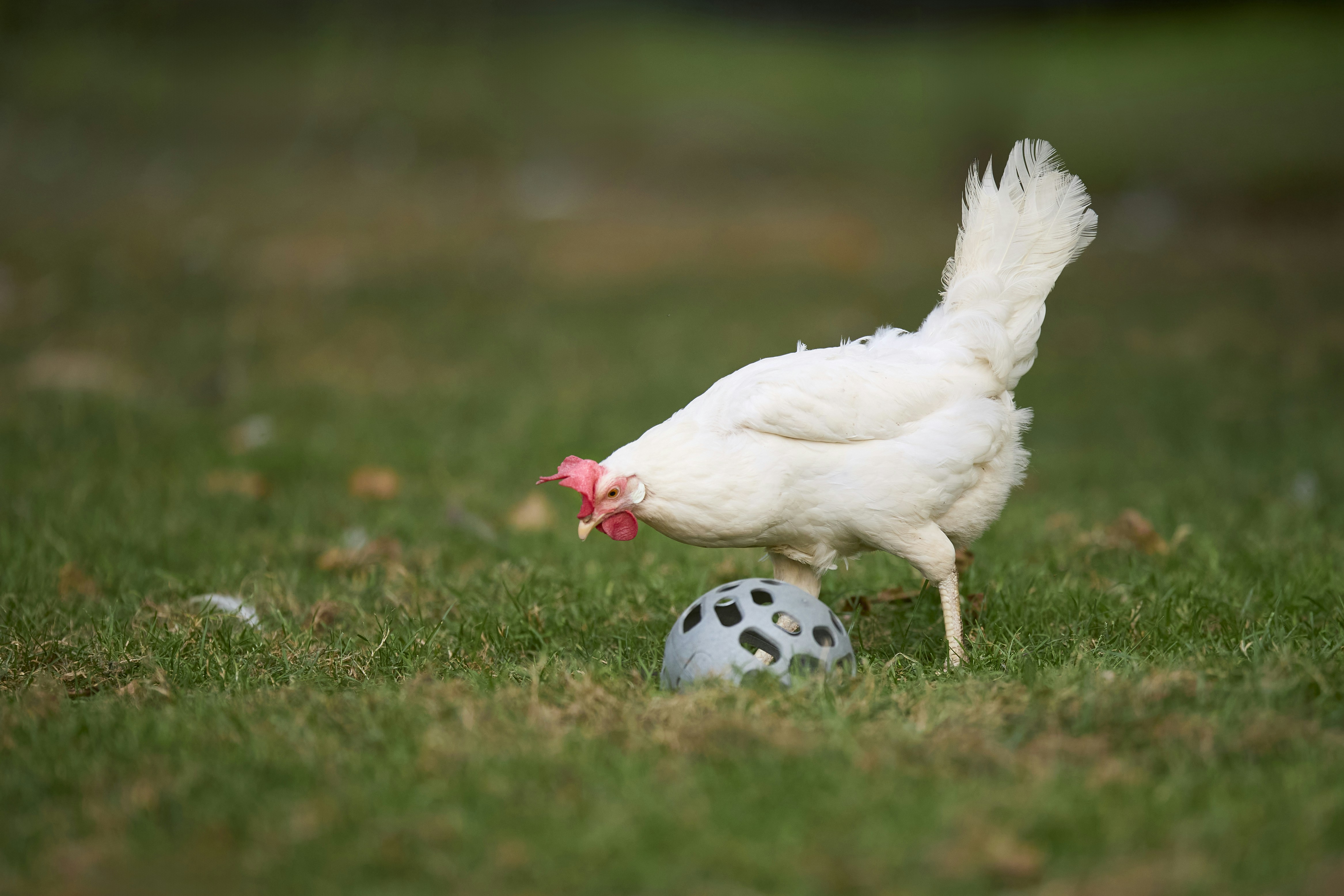 White Hen with Soccer Ball: A Quirky Moment on the Grass