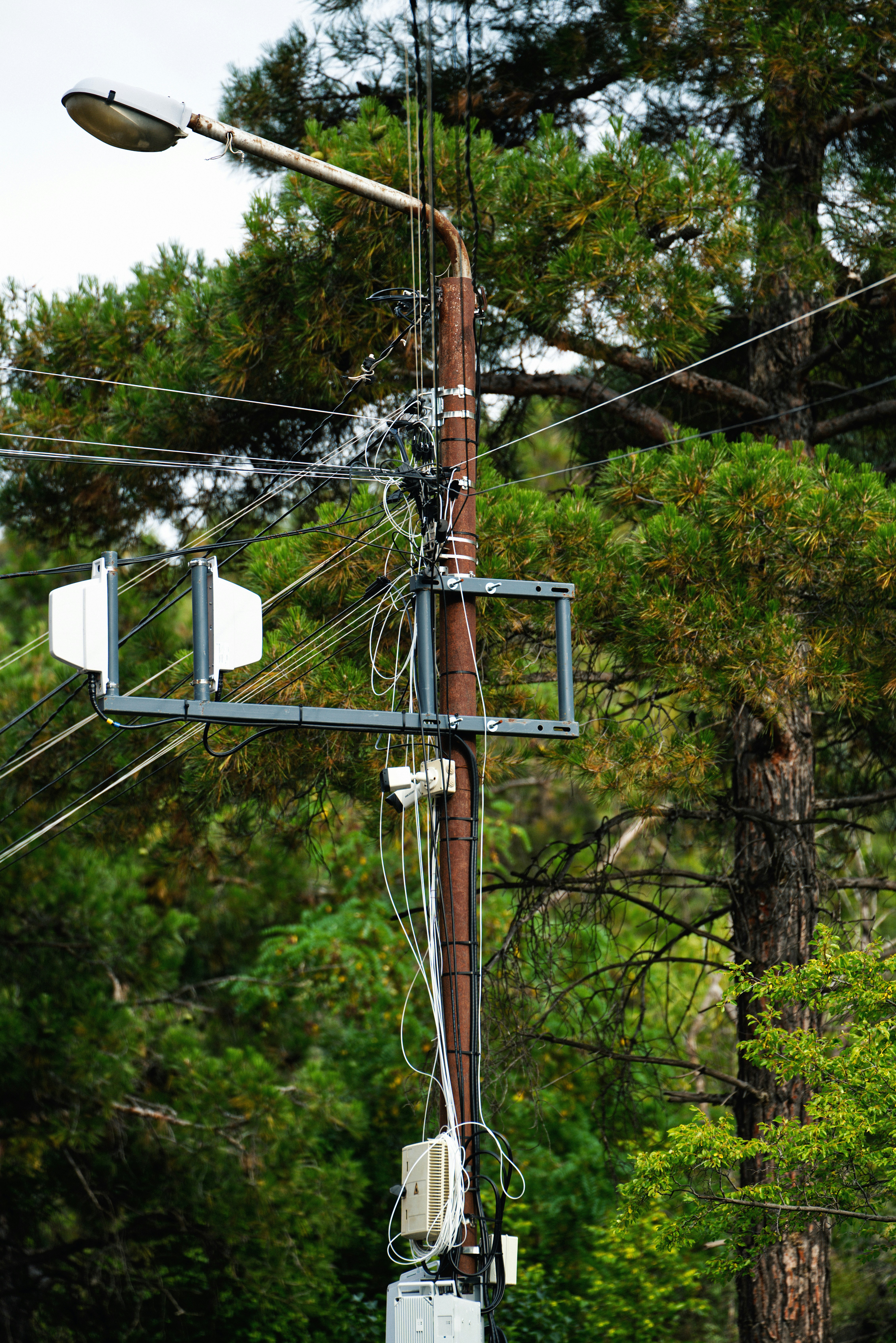 Utility Lines and Tree-Topped Pole: A Lively Clash of Infrastructure