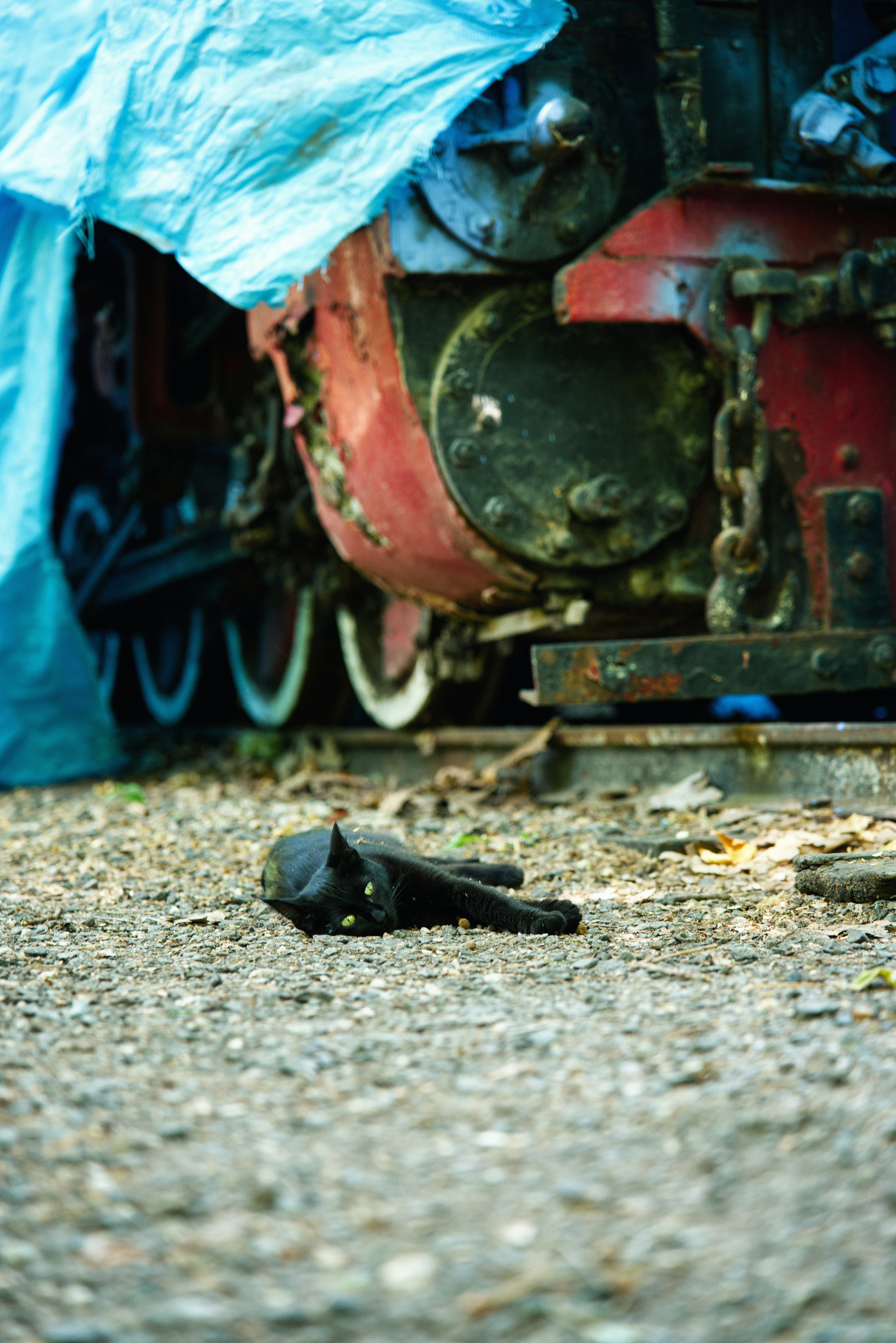 Shadow in the Gutted Yard: Black Cat Beneath the Steam Engine