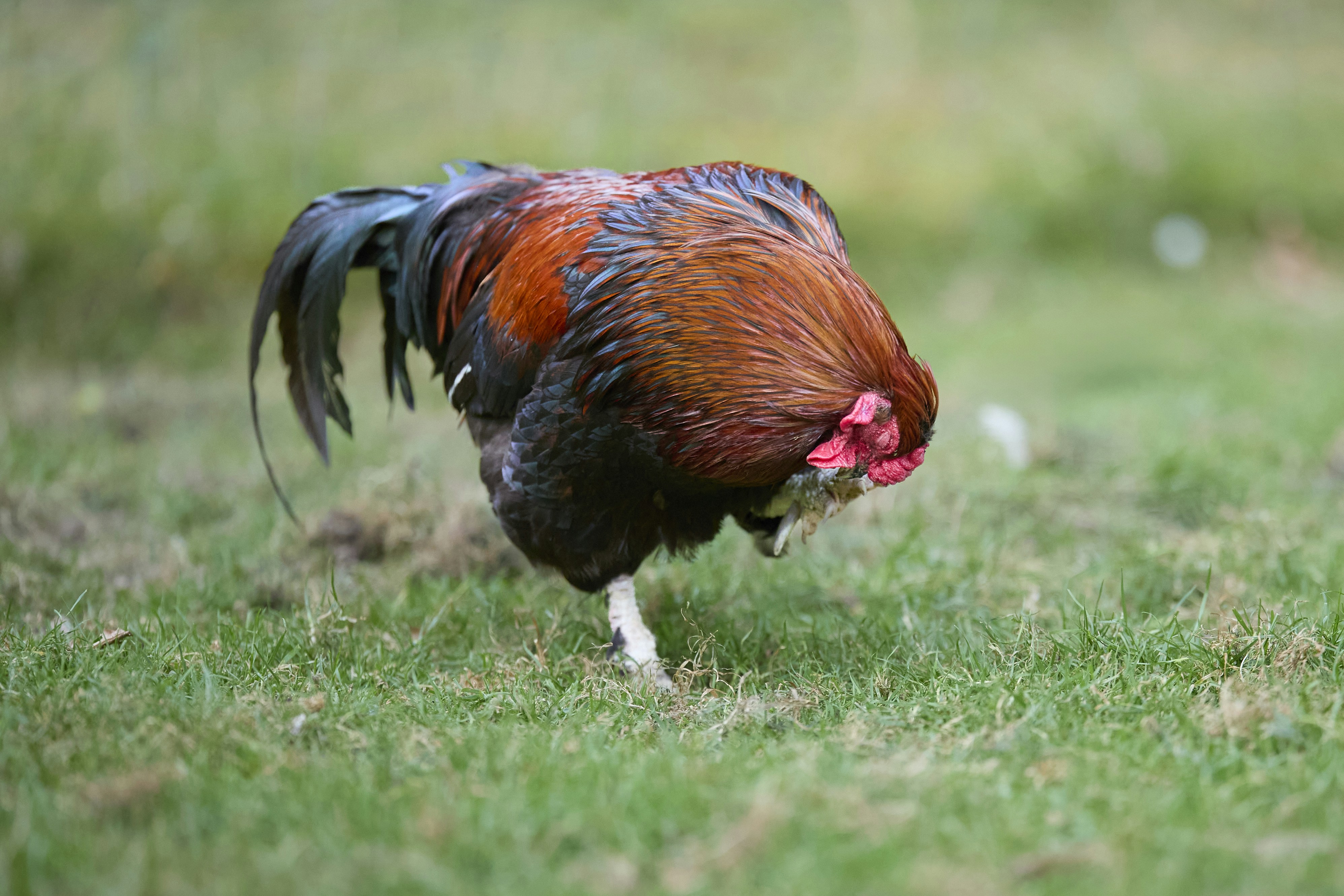 Sunlit Rooster in Grass: A Patched-Wold of Feathers
