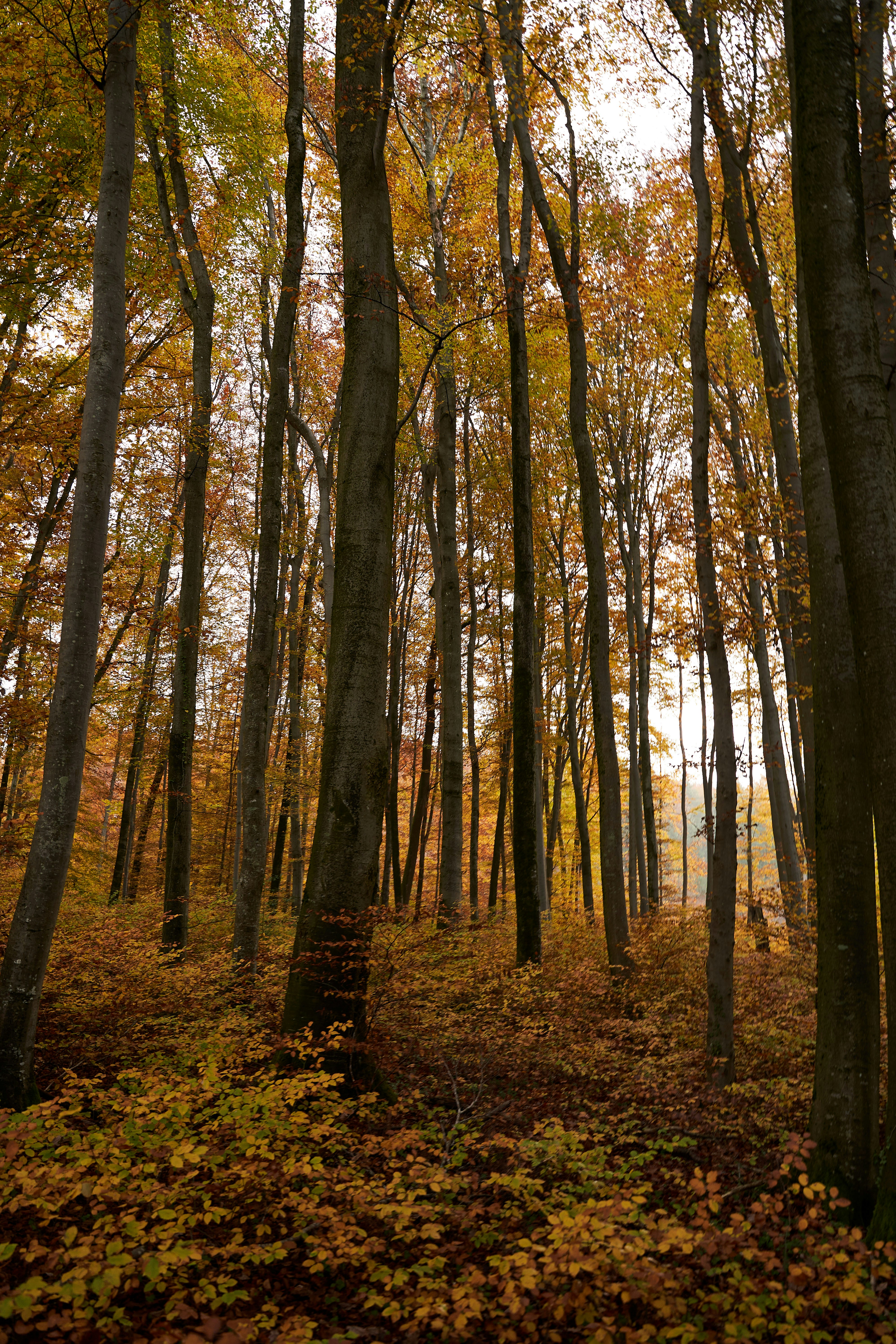 Sunlit Corridor: Autumn Forest of Tall Trunks and Golden Understory