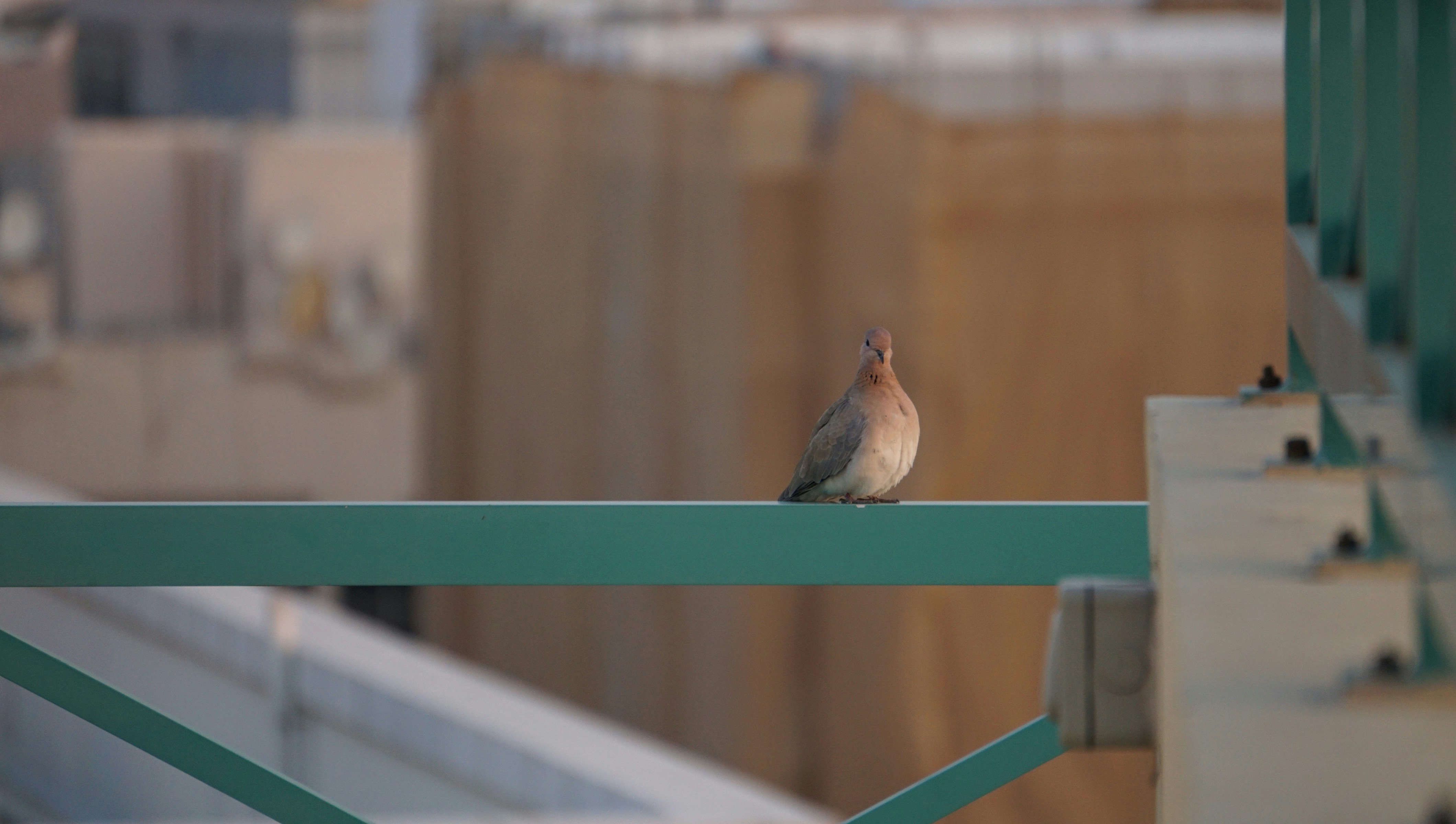 Bird on a Rail: A Quiet Moment Above the City