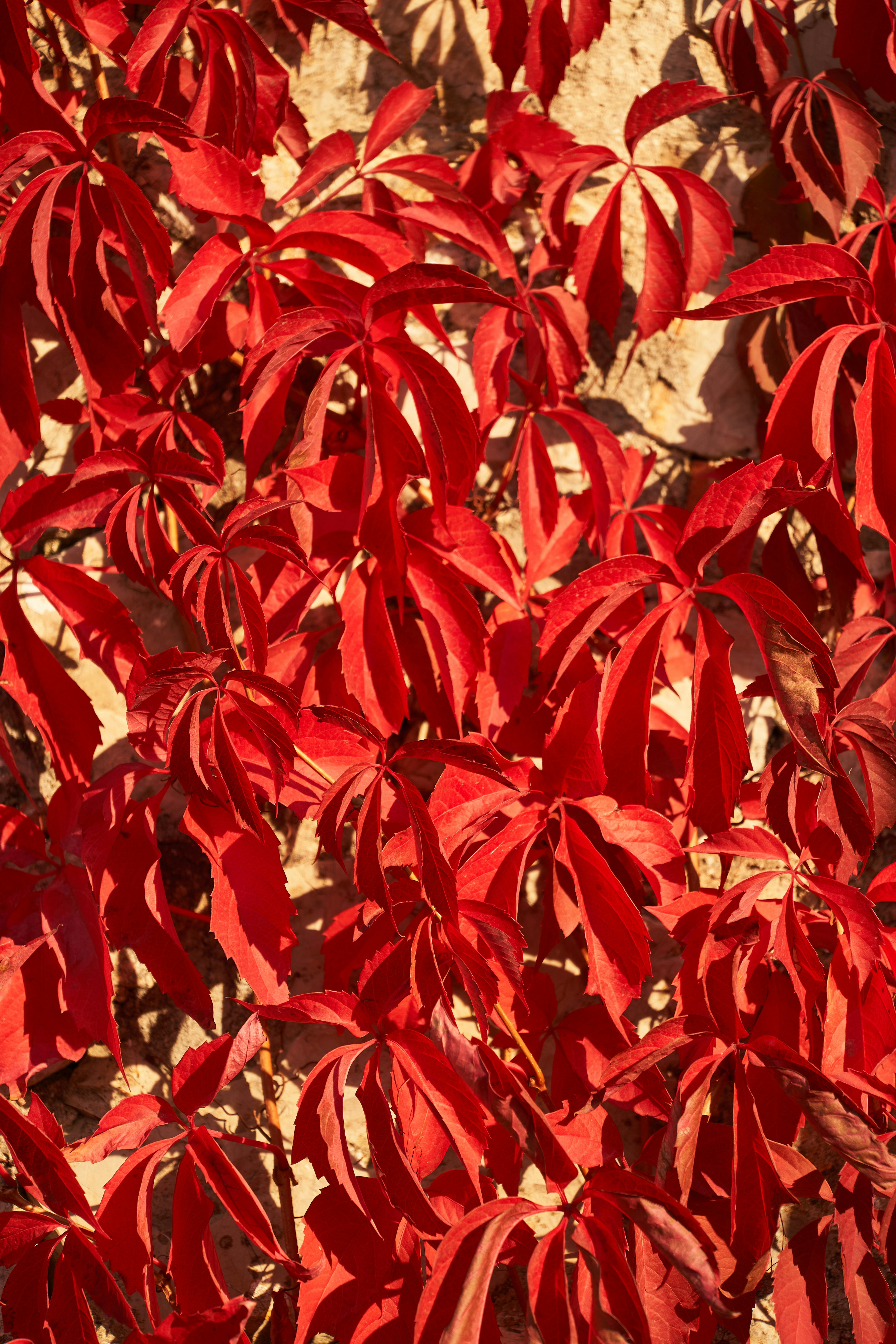 Crimson Vinescape: Autumn Leaves Cloak a Textured Wall