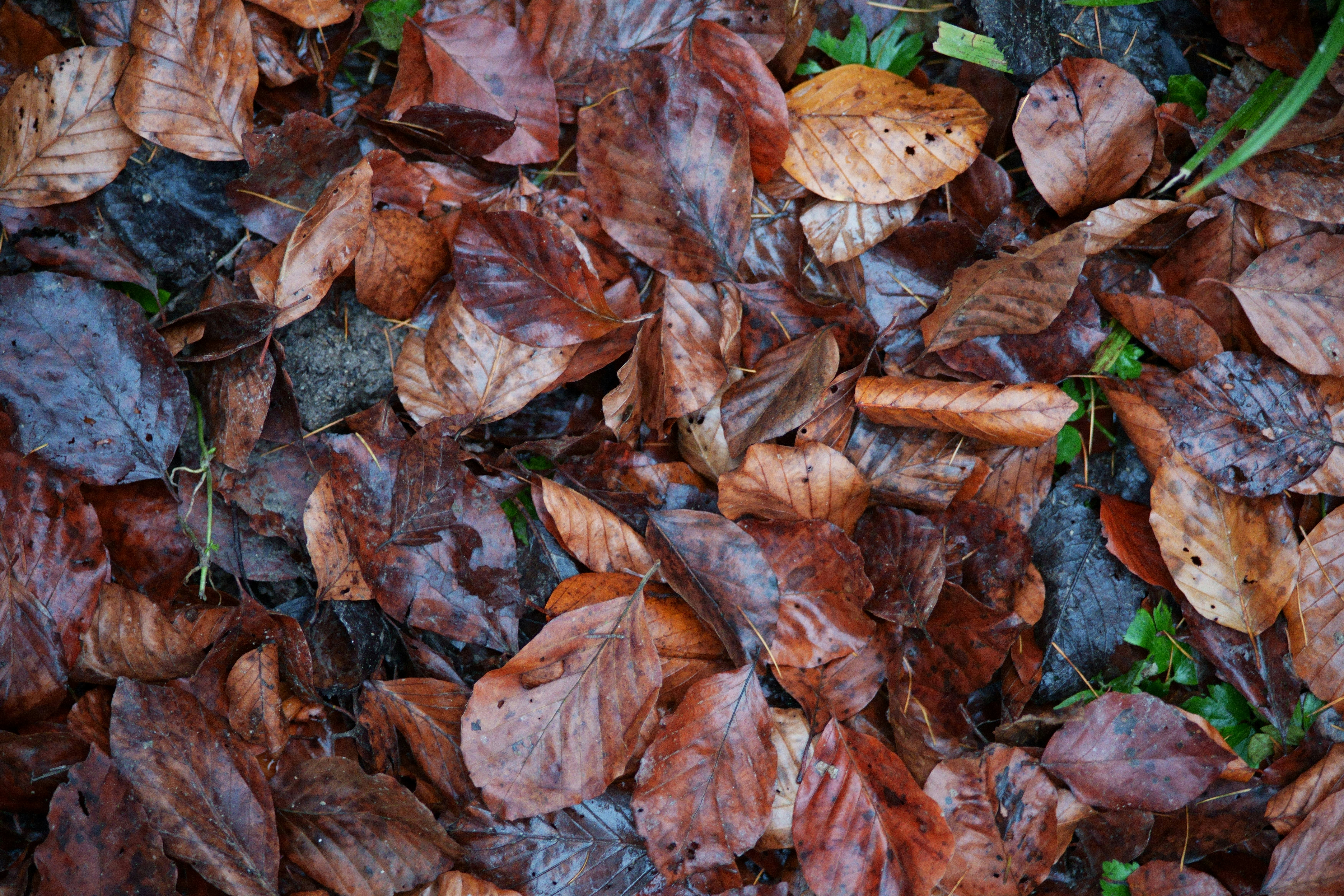 Autumn Deck: A Layered Quilt of Wet Leaves