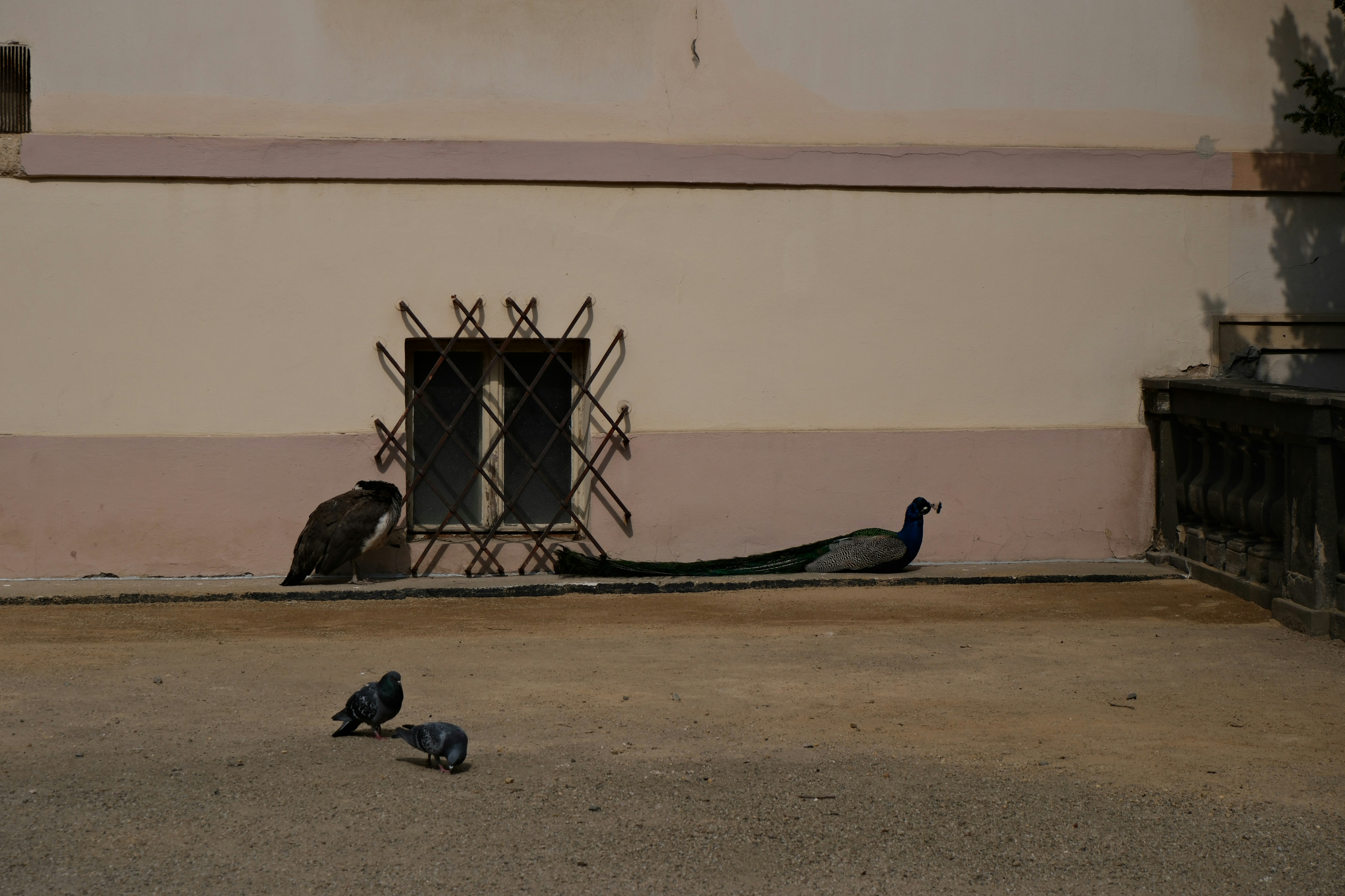 Quiet courtyard where a peacock browses the edge of shadow