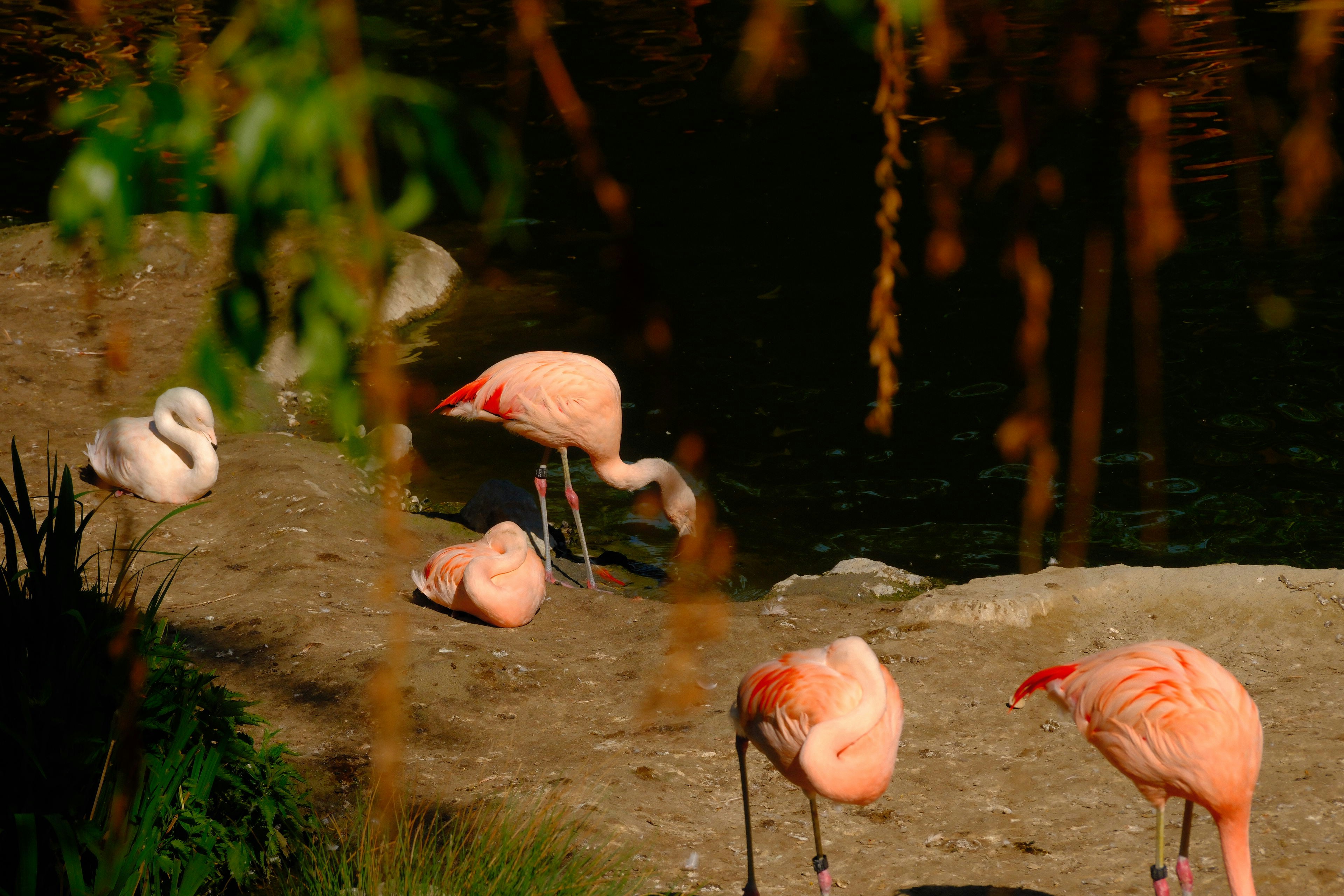 A Quiet Roost: Flamingos in a Riverside Glow