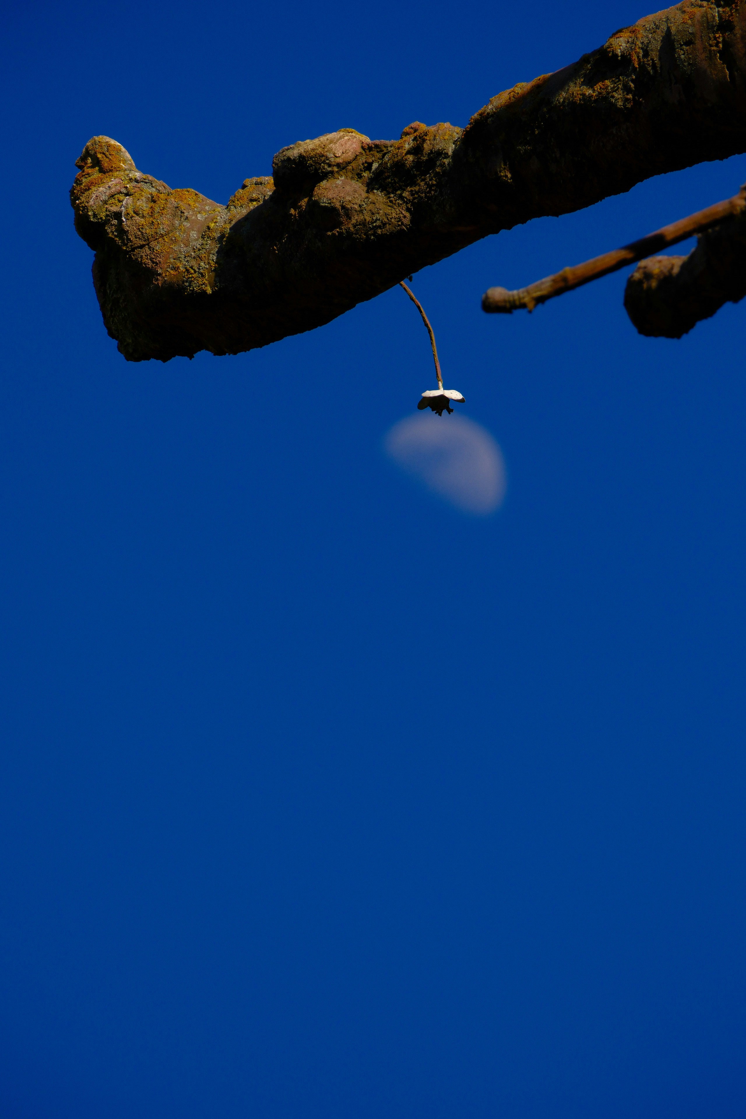 Moonlit Seed: A Tiny Bird Ornament Dangling from a Branch Against a Night-Sky Blue