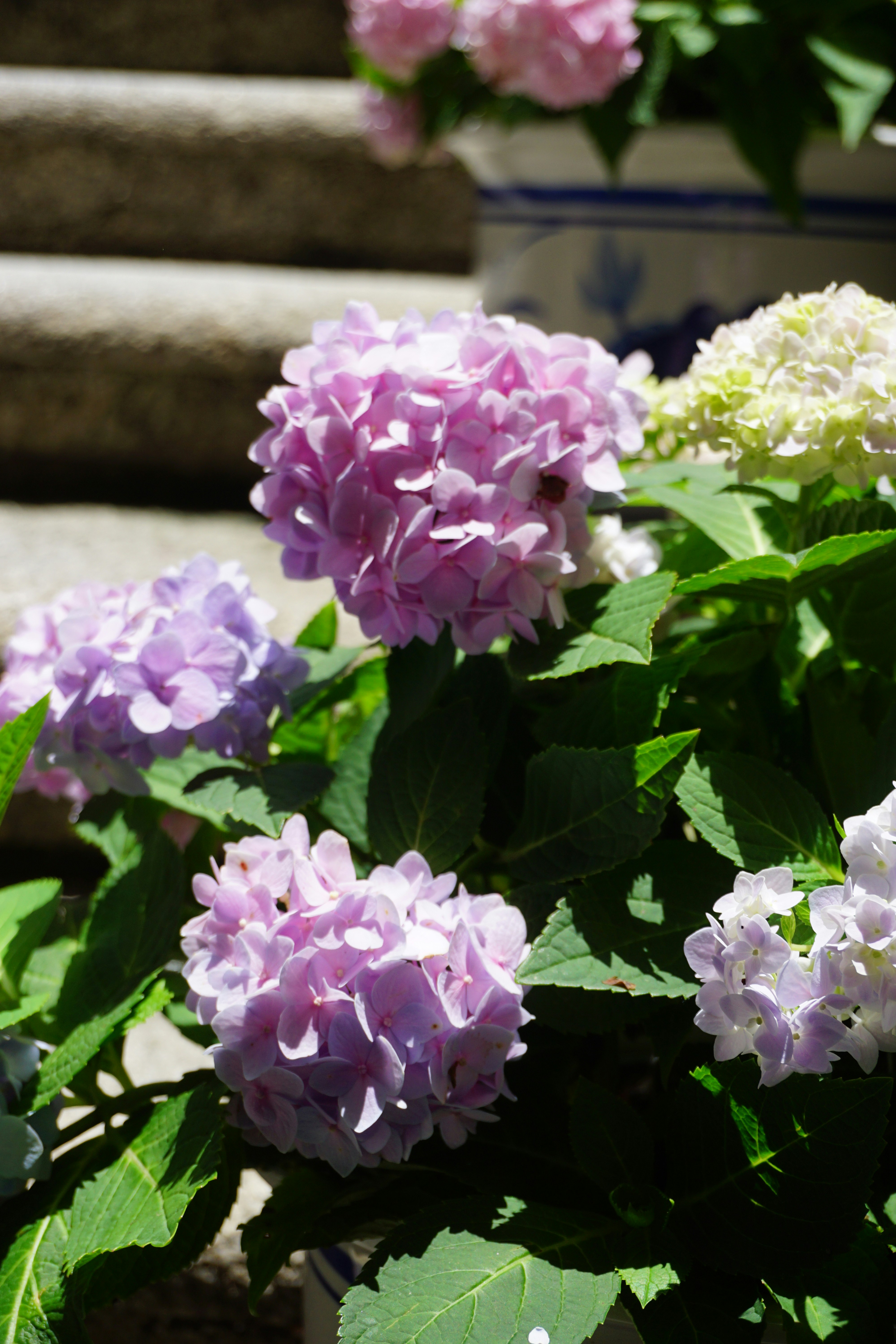 Pink Hydrangea Cluster Bathed in Morning Sunlight by Garden Steps