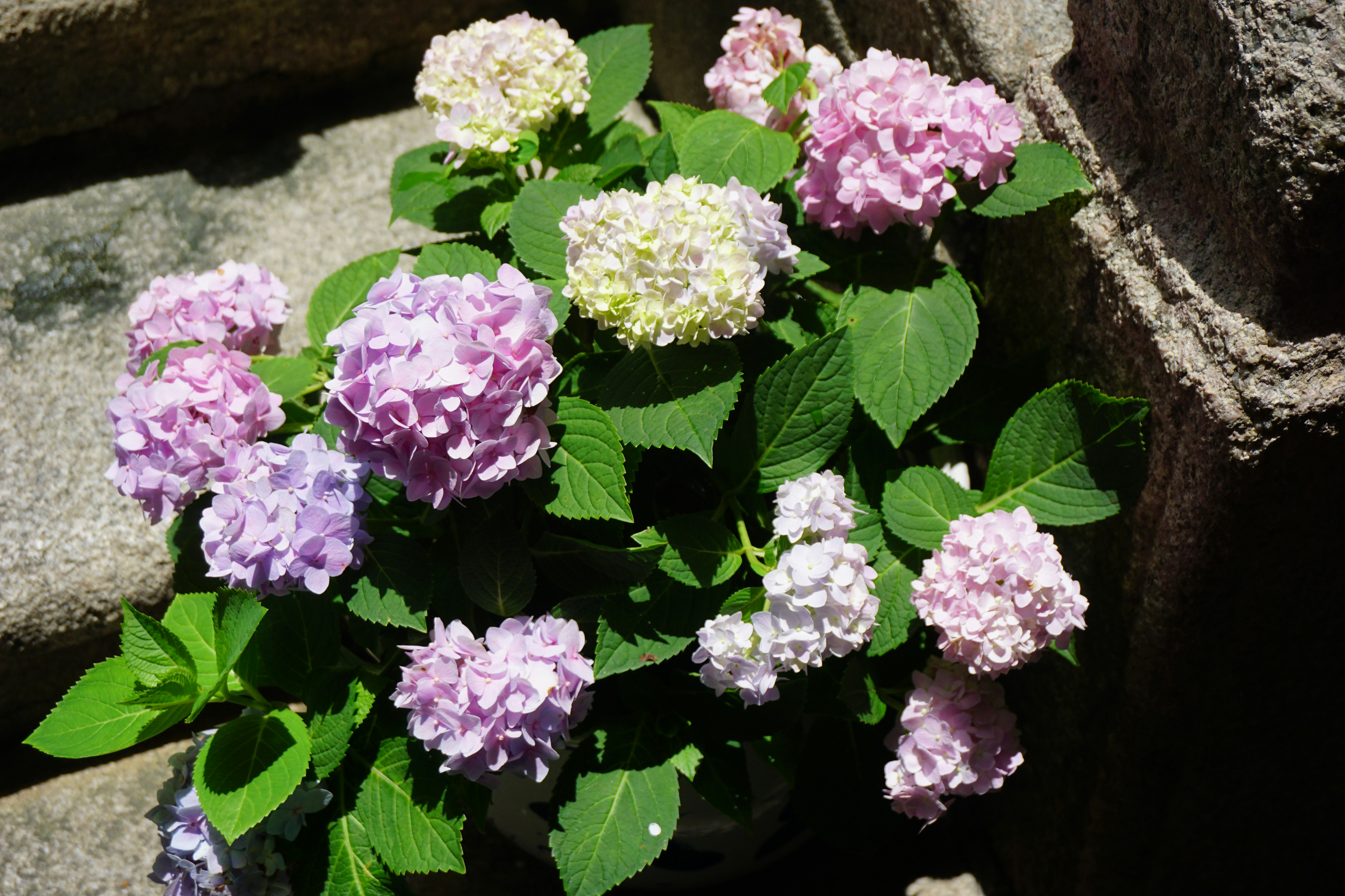 Hydrangea Mosaic: Soft Pastels Nestled by Stone