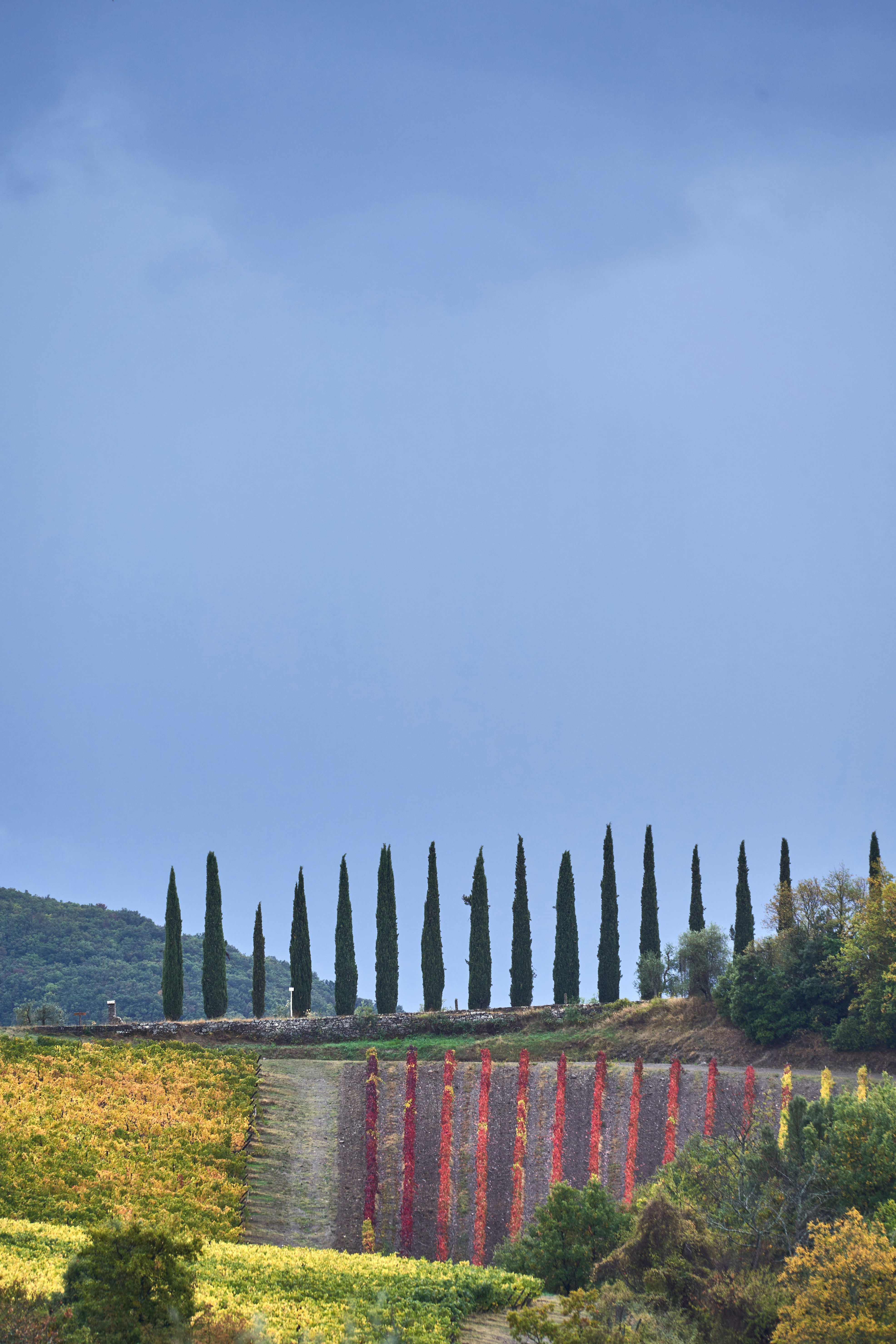 Rows of Coloured Vines Beneath a Calm Sky