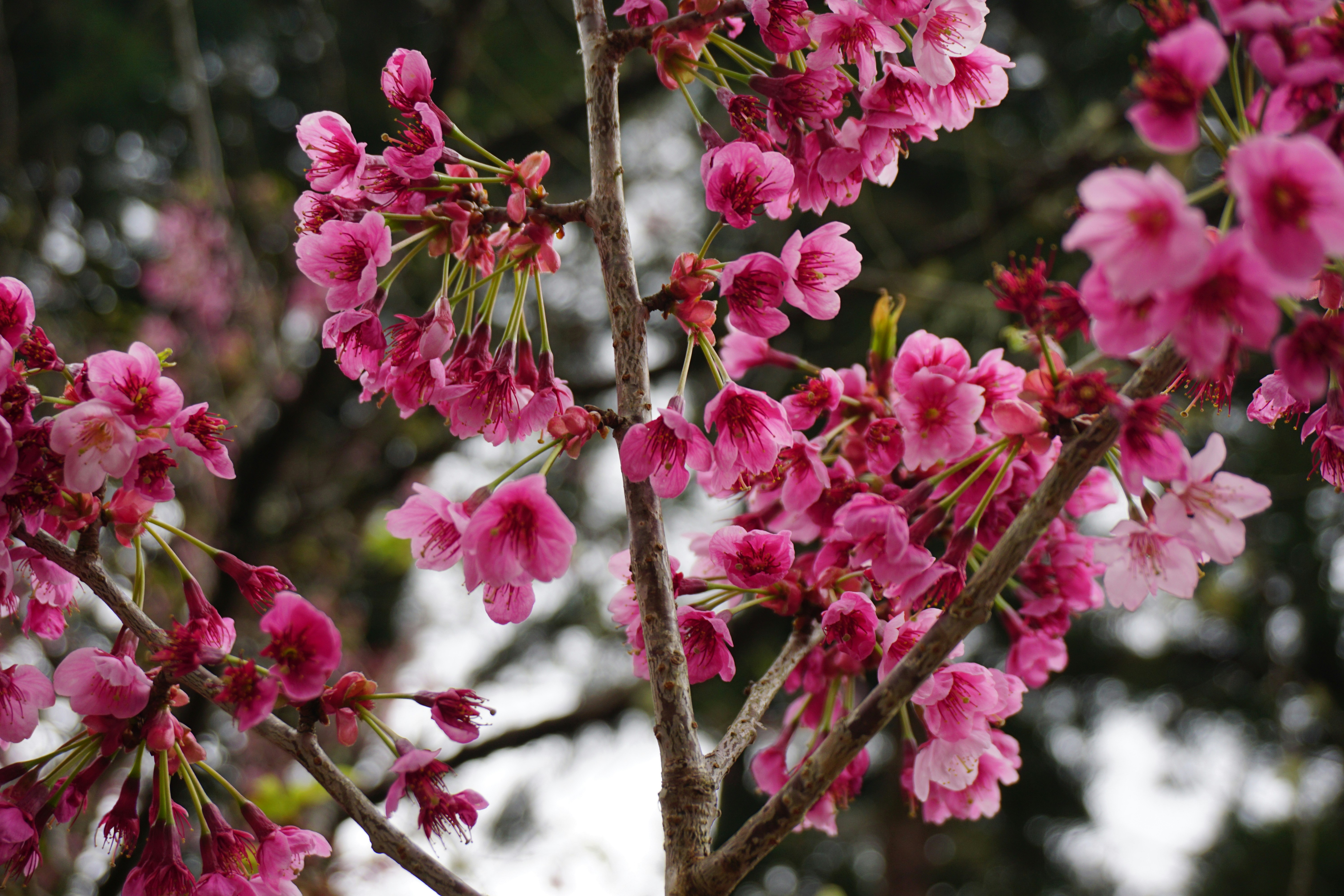 Blossoms in Focus: A Burst of Pink on a Barky Branch