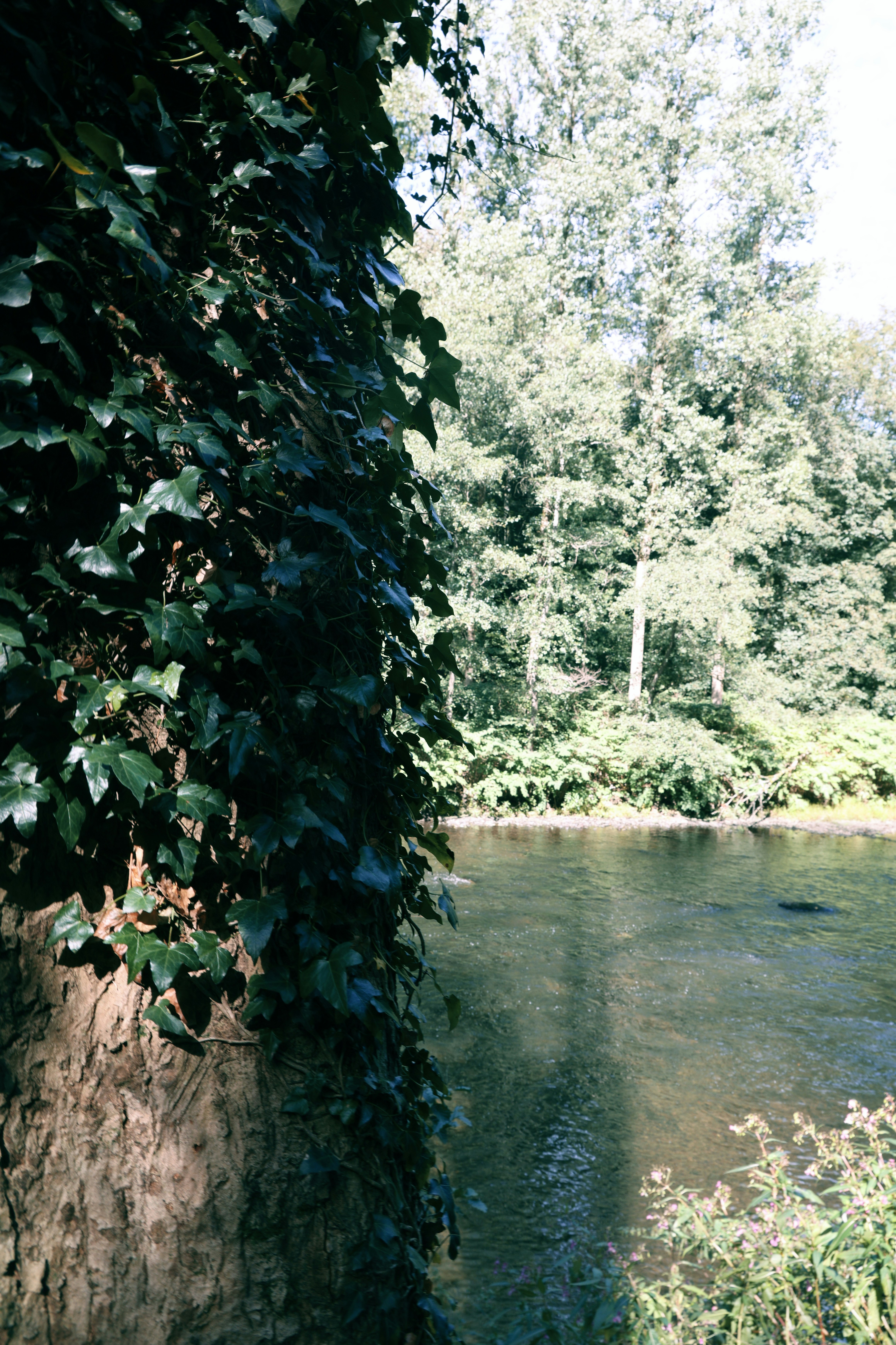 Ivy-clad Trunk Framing a Quiet Riverside