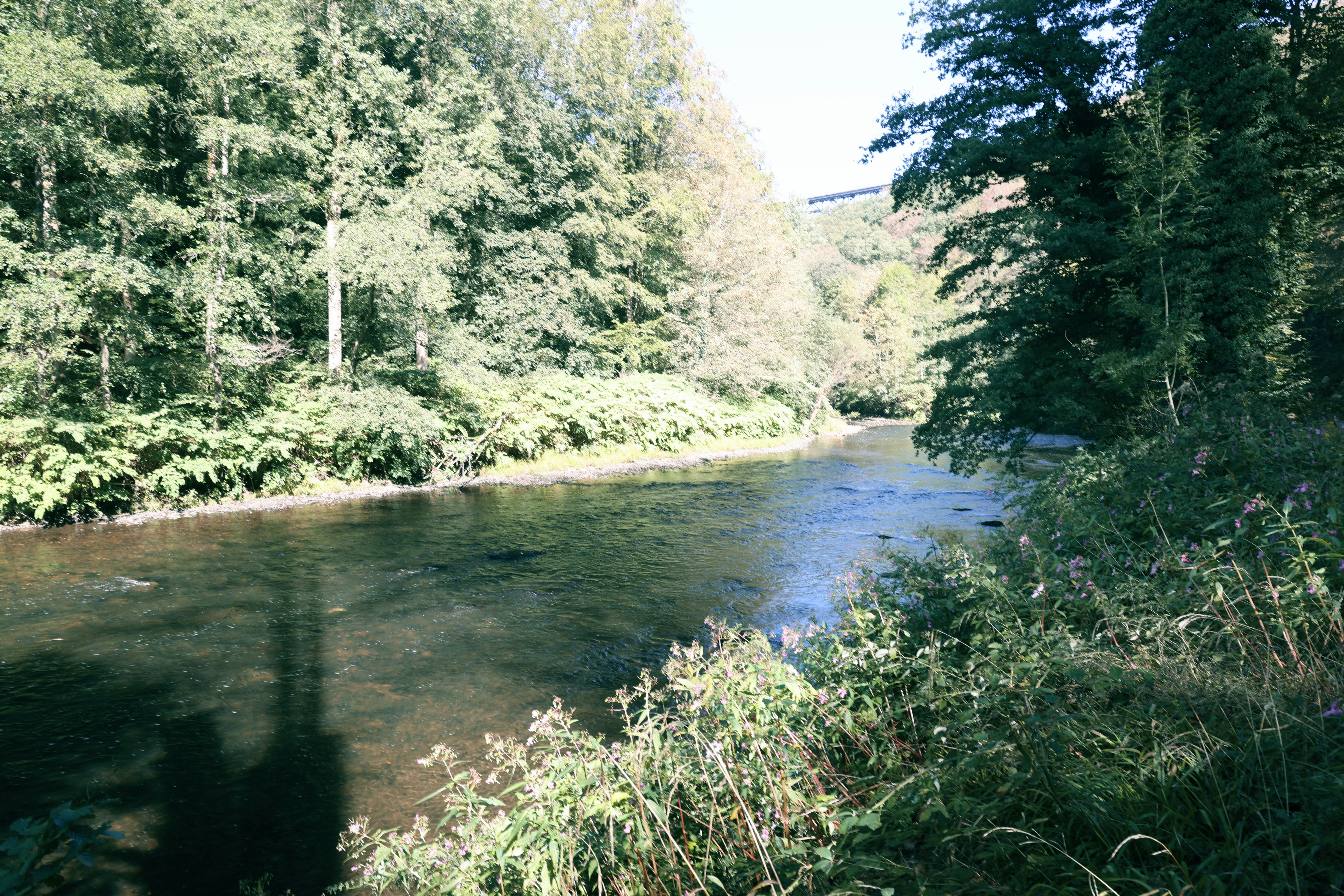 Riverside Corridor: Dappled Light and Quiet Current