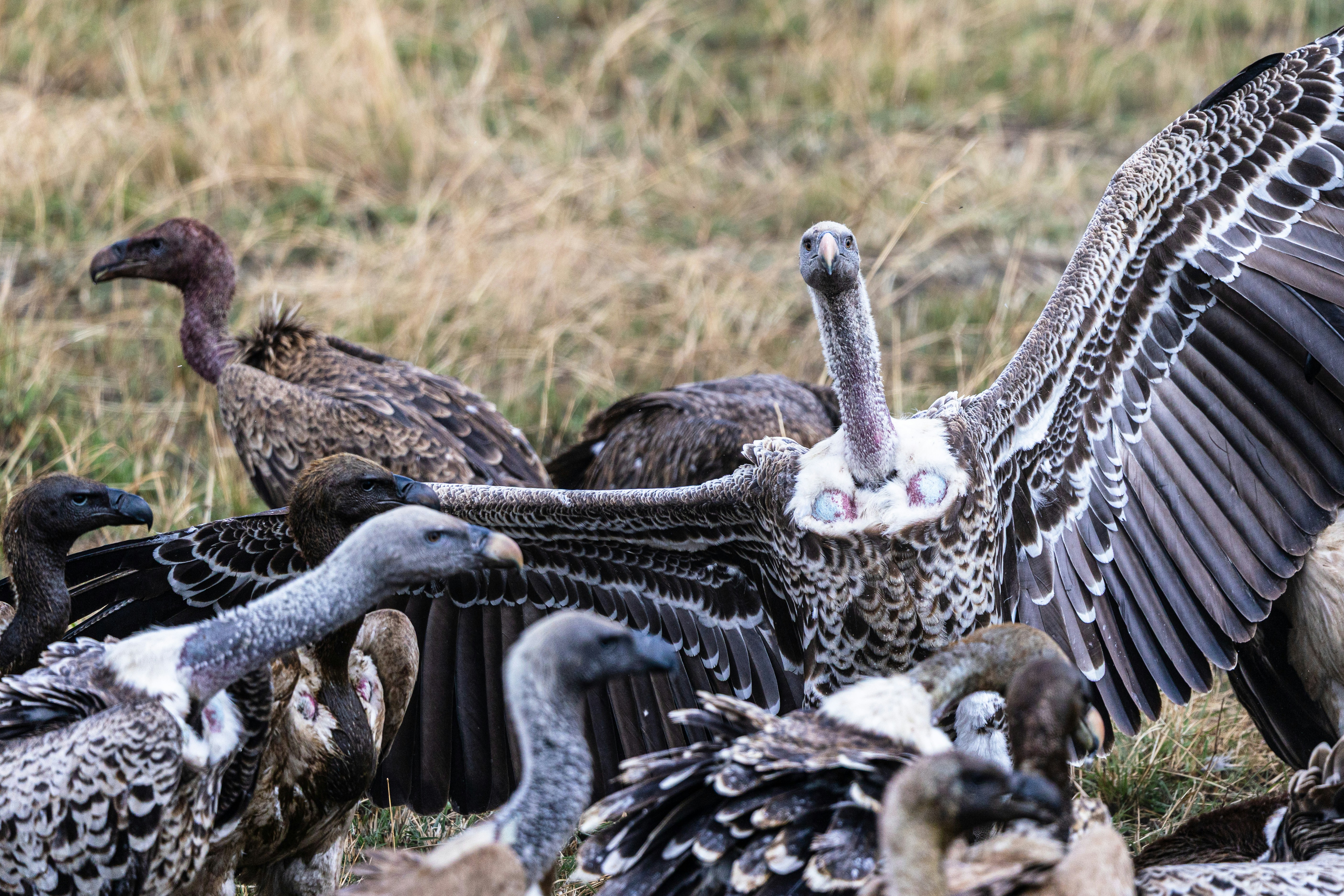Tangled Ground Dance: A Plunge of Turkeys in a Turbulent Feathery Moment