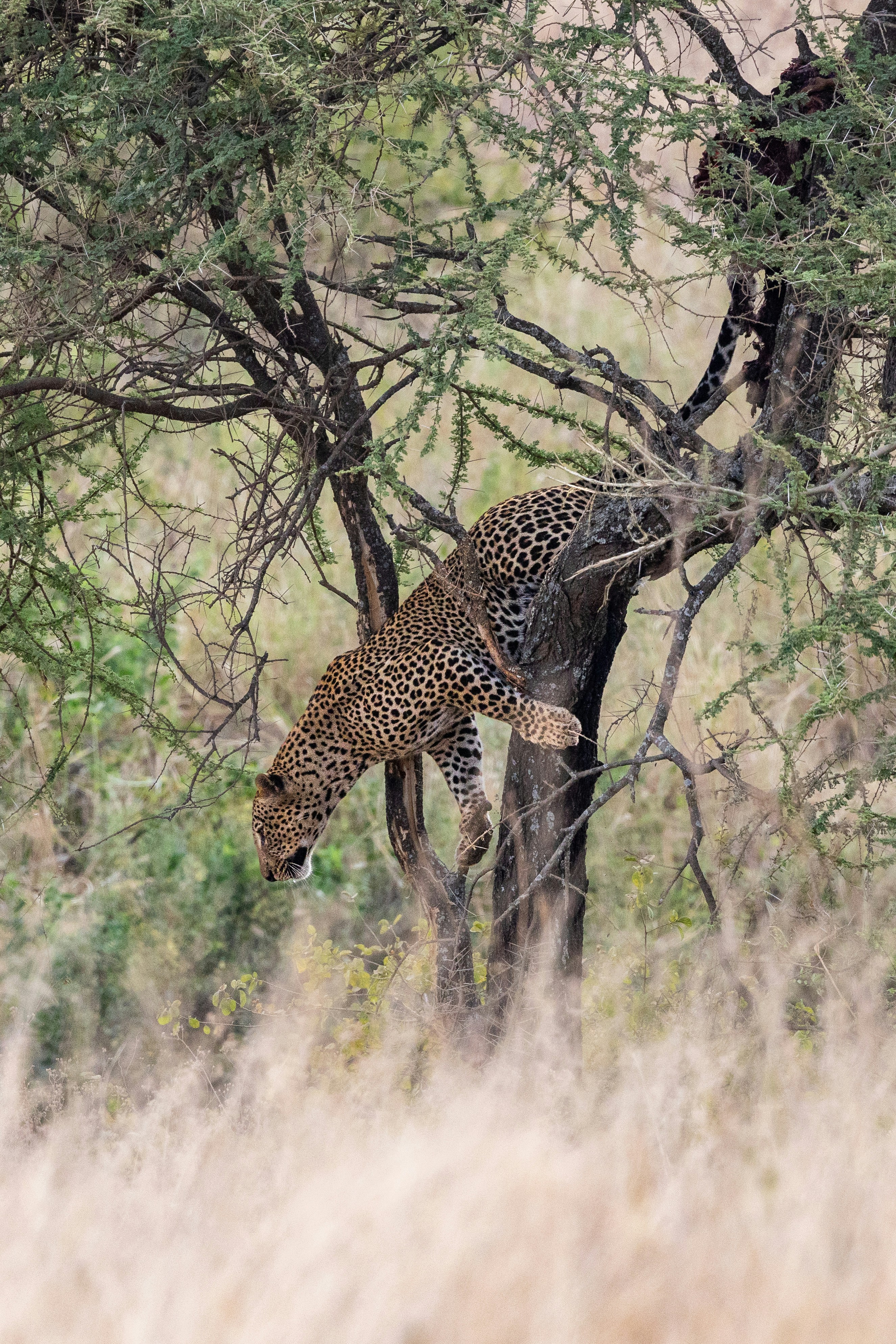 Leopard's Plunge: A Silent Pounce Beneath Desert Pines