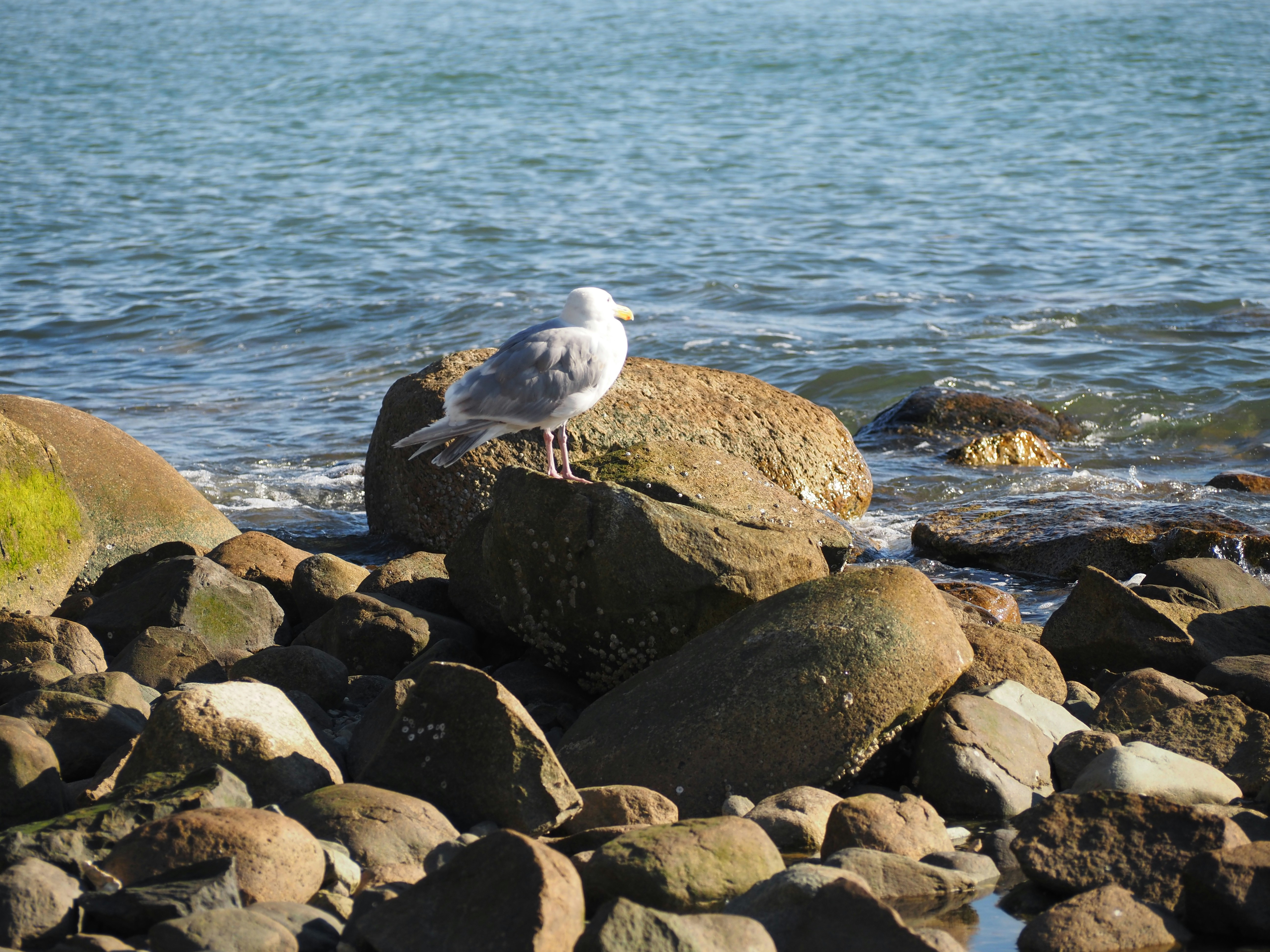 Seagull Sentinel on a Tide-washed Boulder