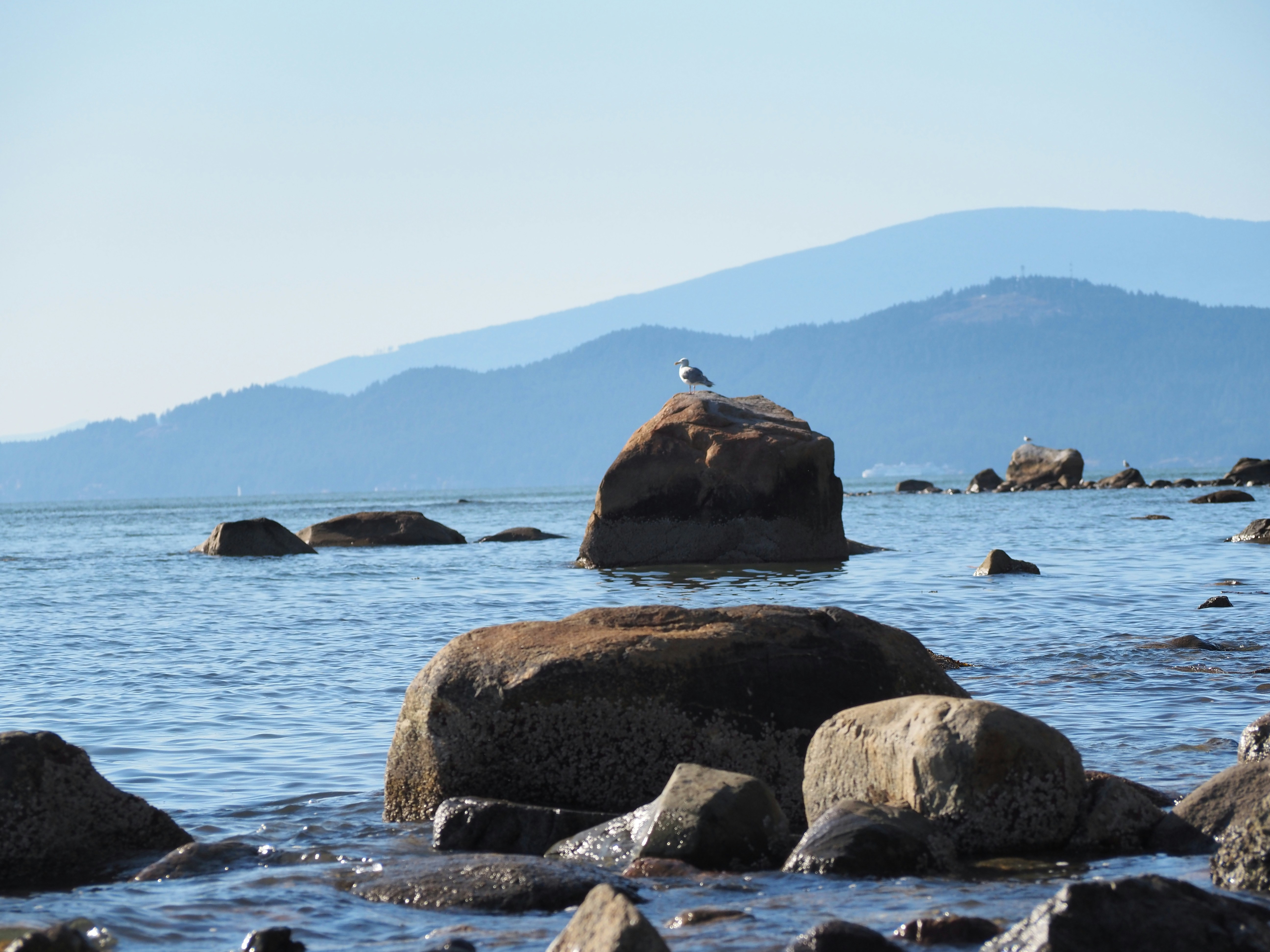 Rocky Beacon: A lone seabird atop a weathered boulder