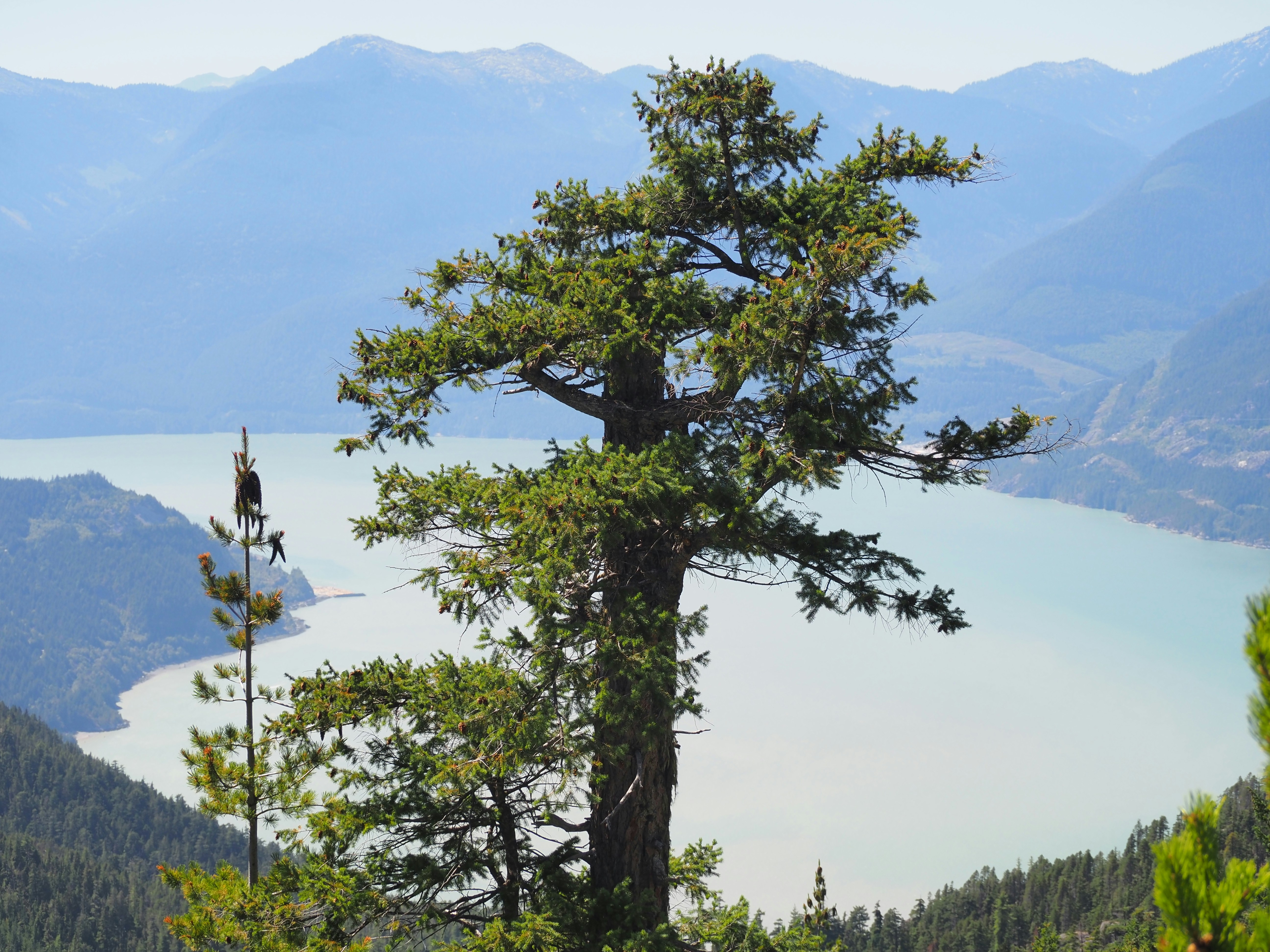 Torso of a Lone Pine Framing a Serene Lake Canyon