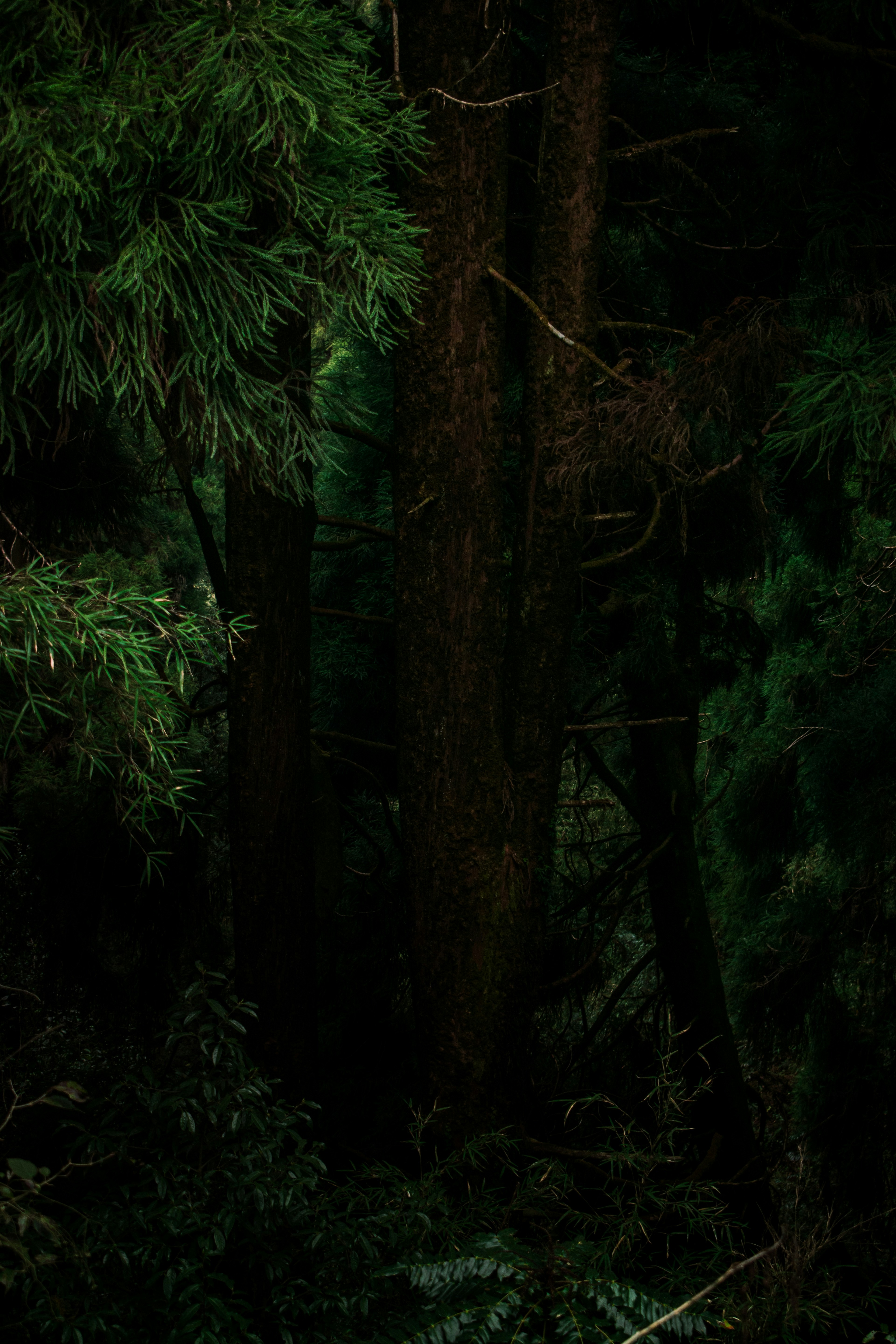 Shadowed Pines: A Quiet Forest Within the Frame