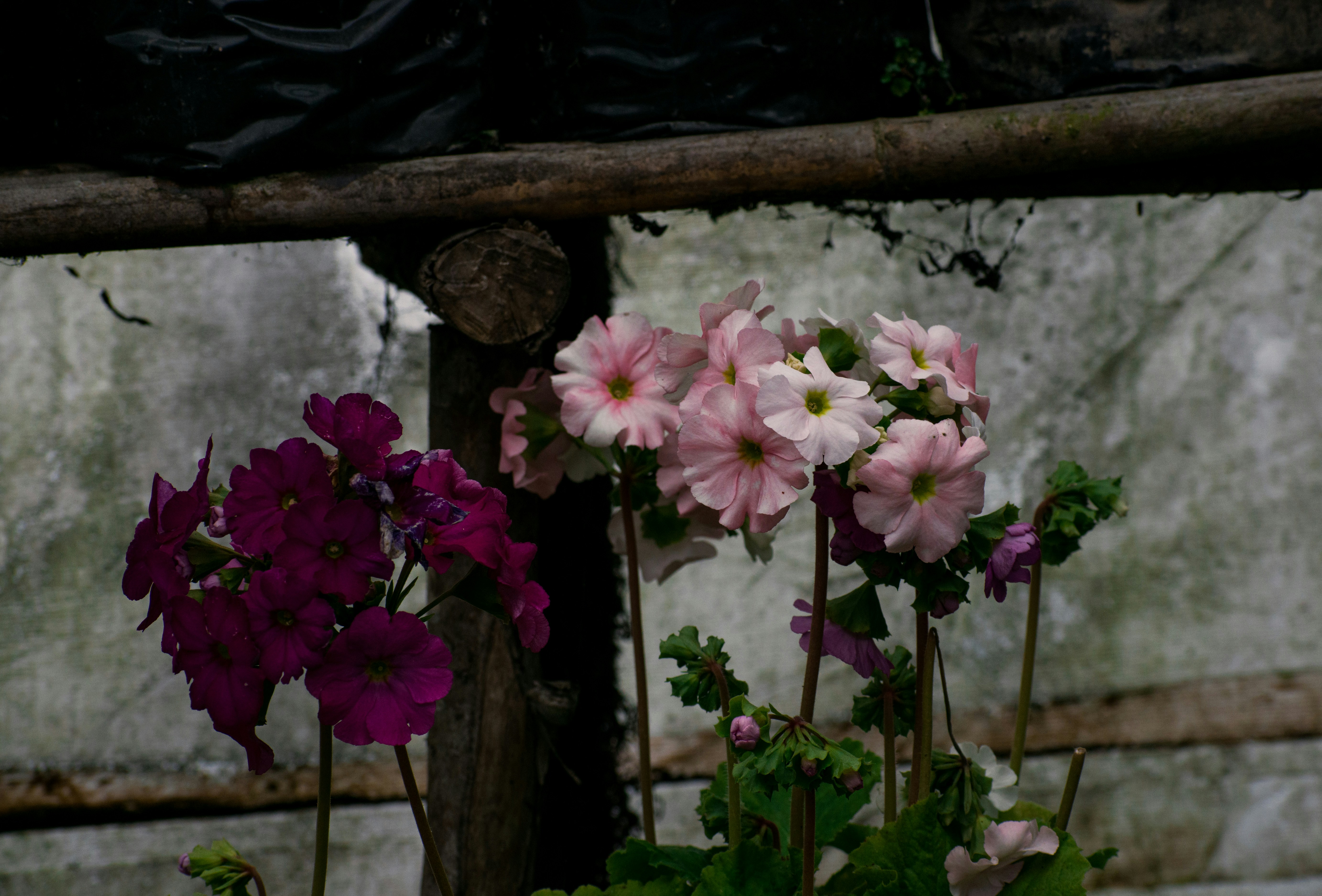 Petals By the Wall: Soft Pink Florals Nurturing a Quiet Corner