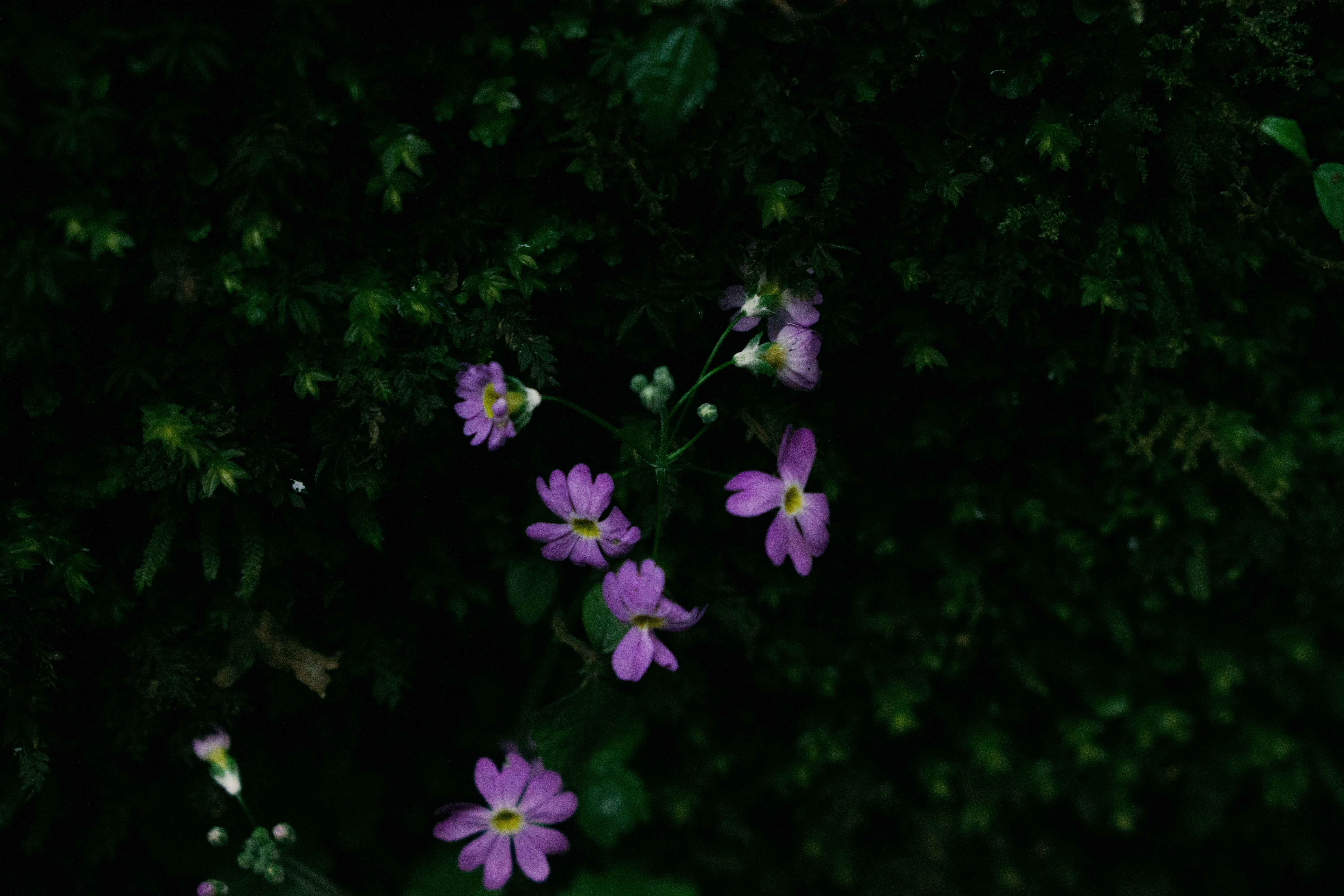 Violet Blooms on a Dark Green Verge