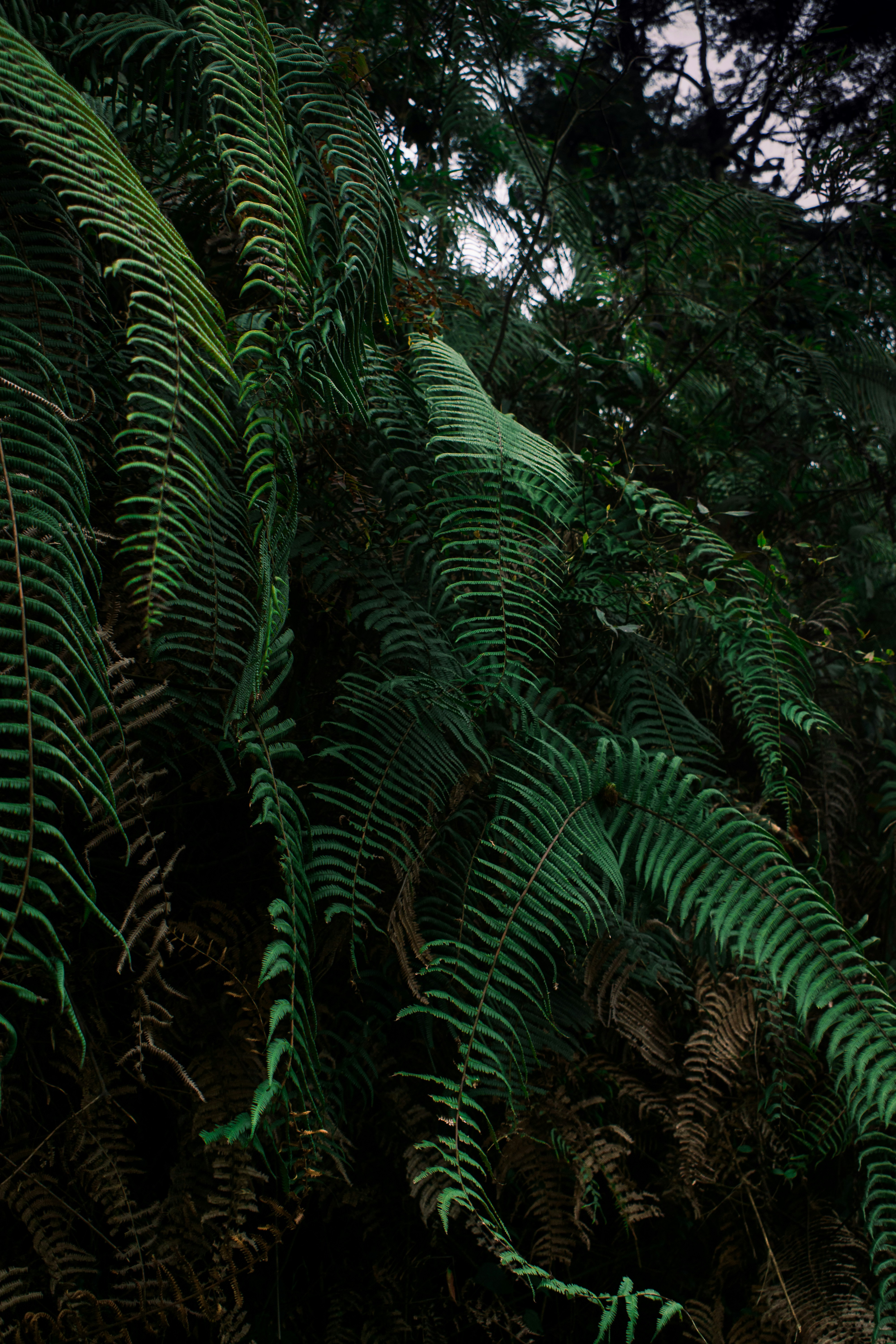 Emerald Foliage Cascade