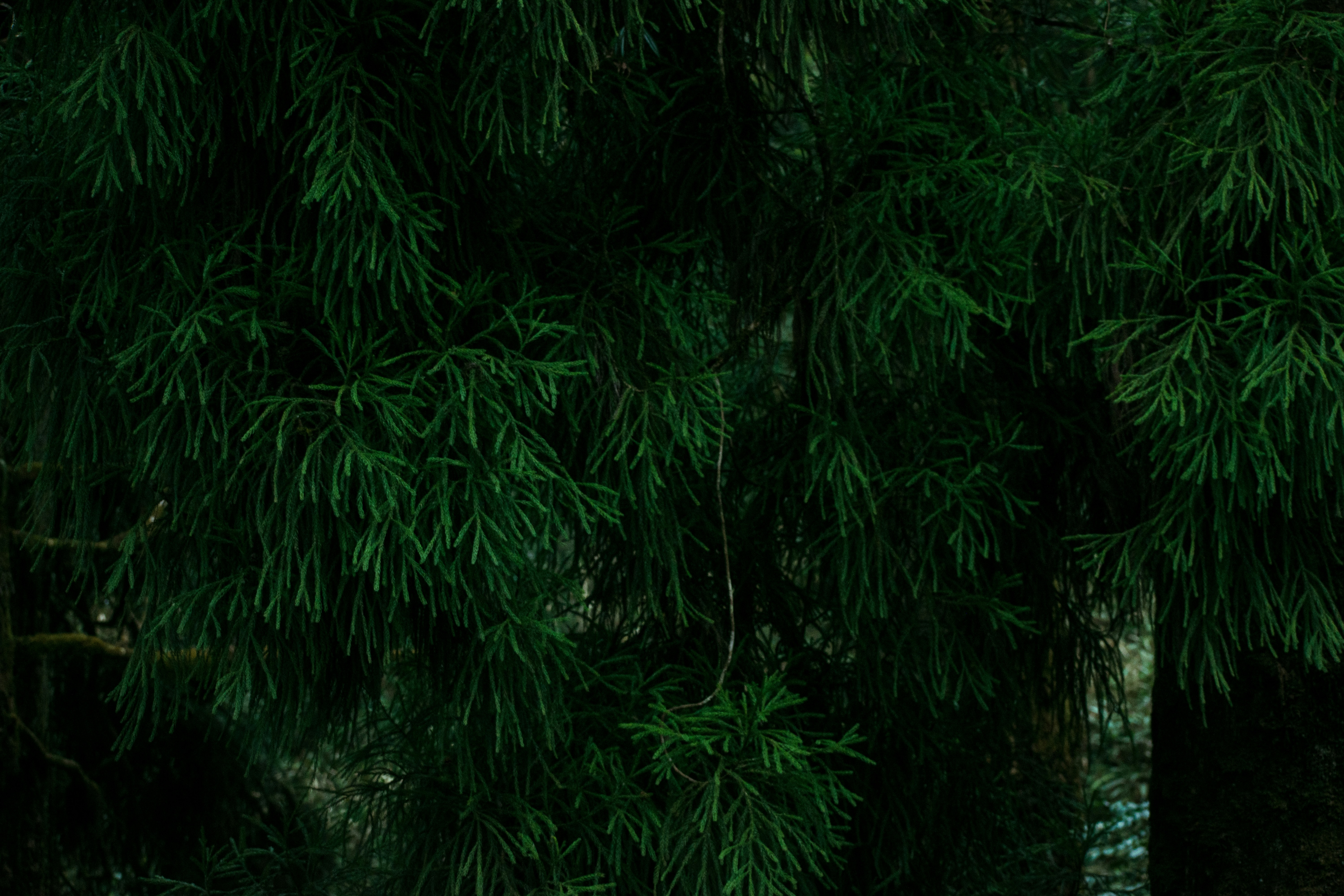 Whispering Evergreen Tunnel